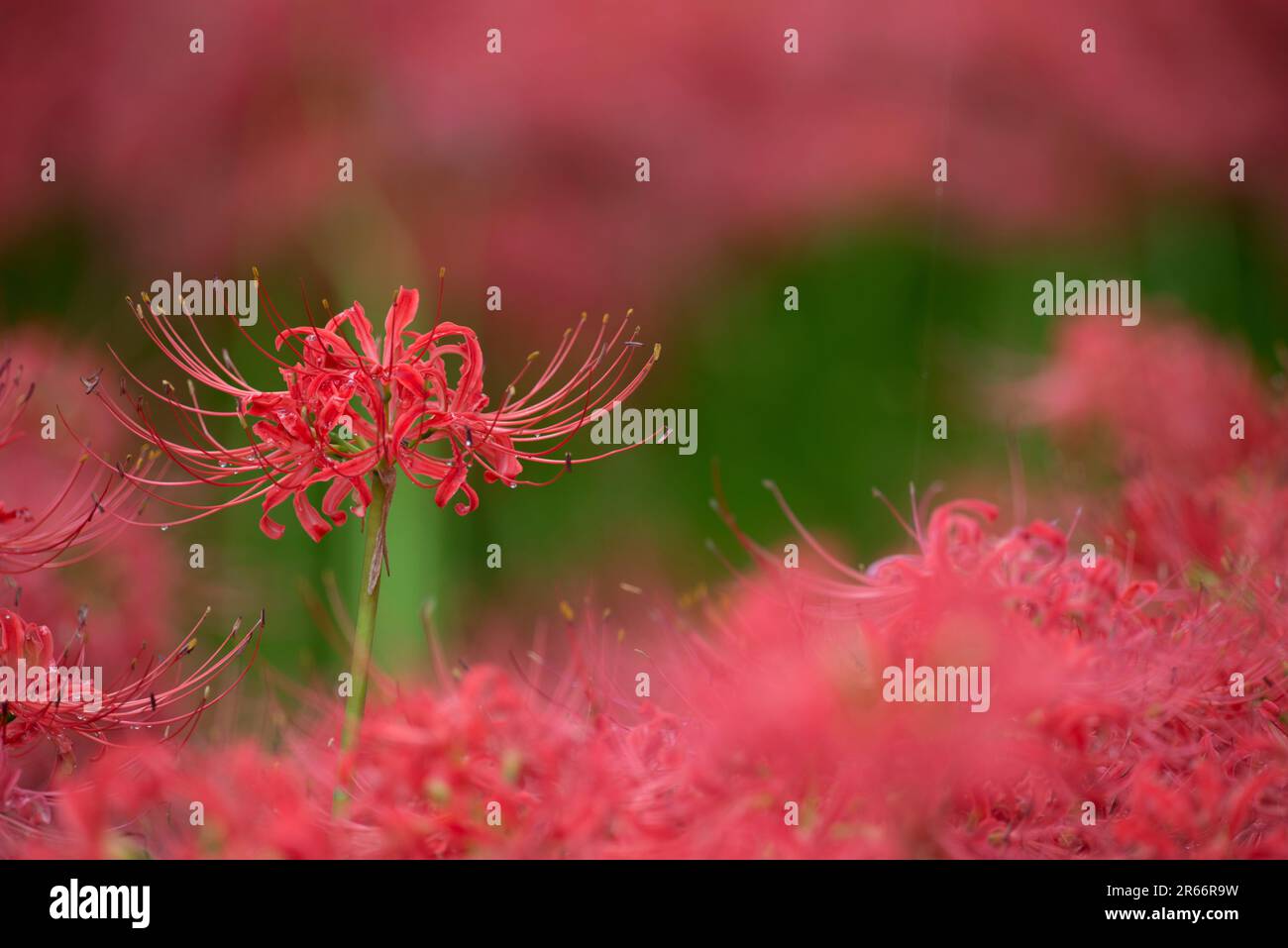 Lycoris radiata, Kinchakuda Stock Photo - Alamy