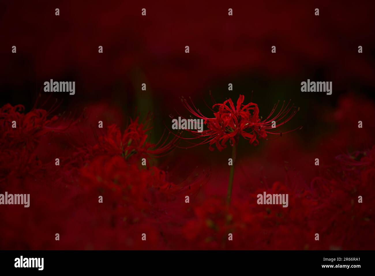Lycoris radiata, Kinchakuda Stock Photo - Alamy