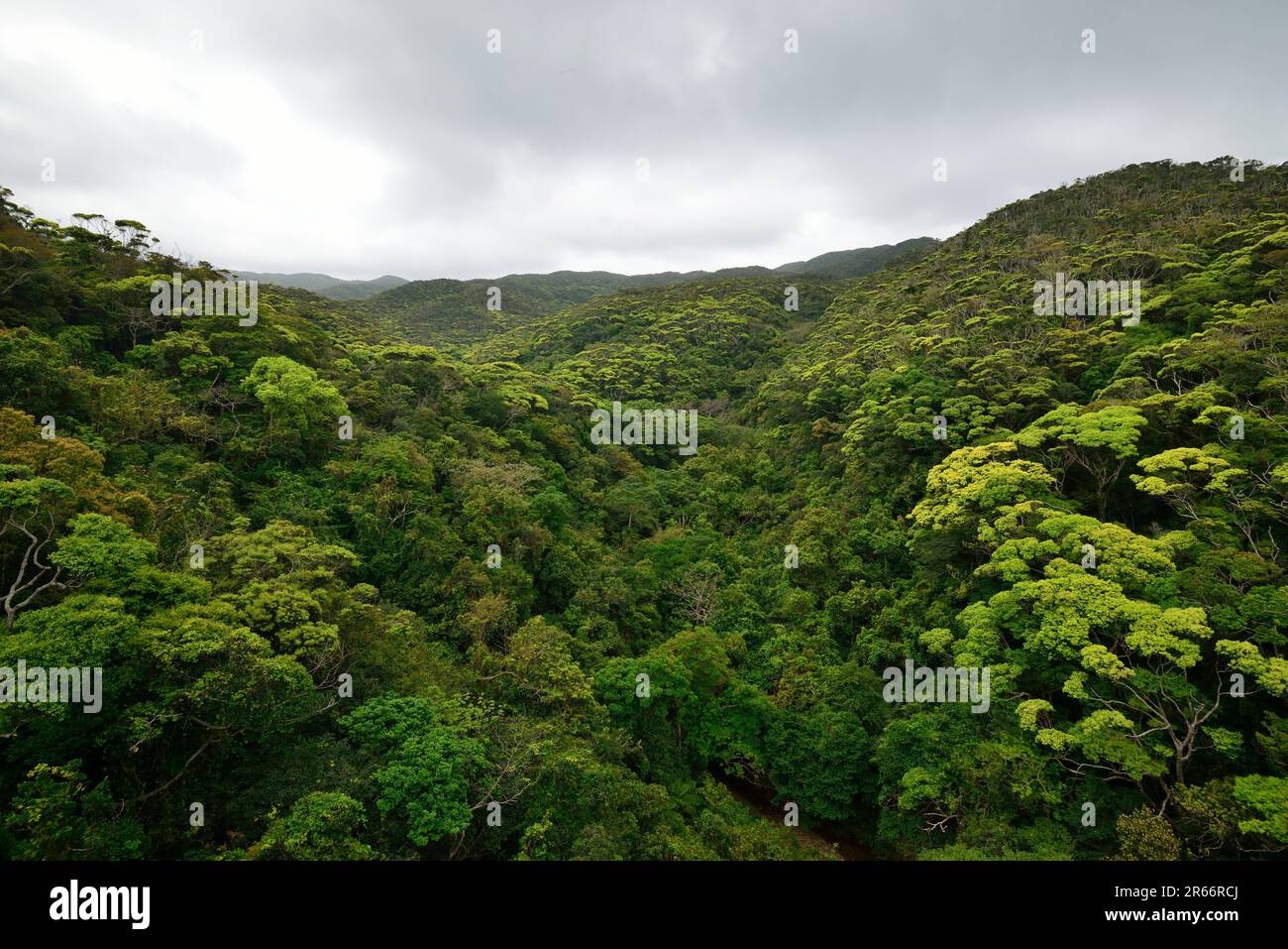 Yanbaru no mori hi-res stock photography and images - Alamy