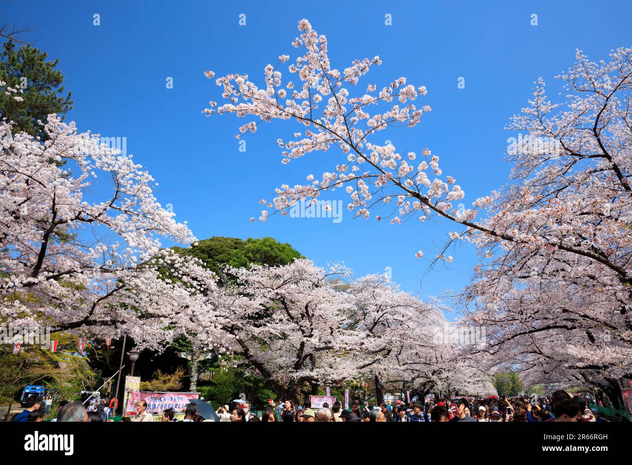Cherry blossom trees in Ueno Park in spring Stock Photo - Alamy