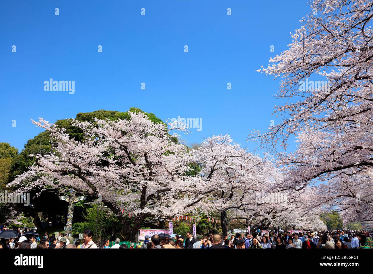 Cherry blossom trees in Ueno Park in spring Stock Photo - Alamy