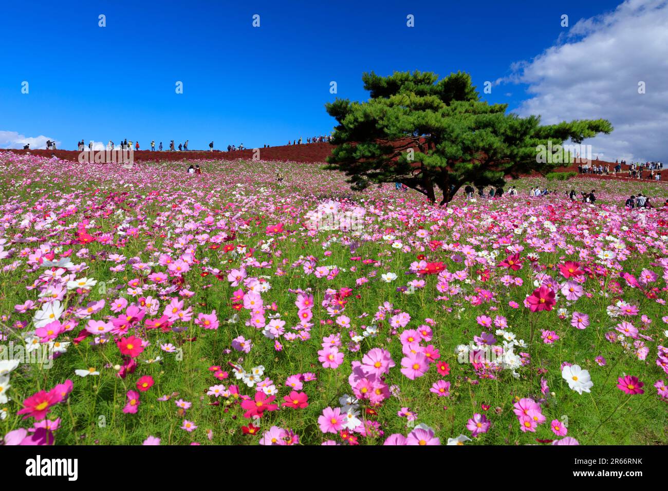 Hitachi seaside park Cosmos Stock Photo - Alamy