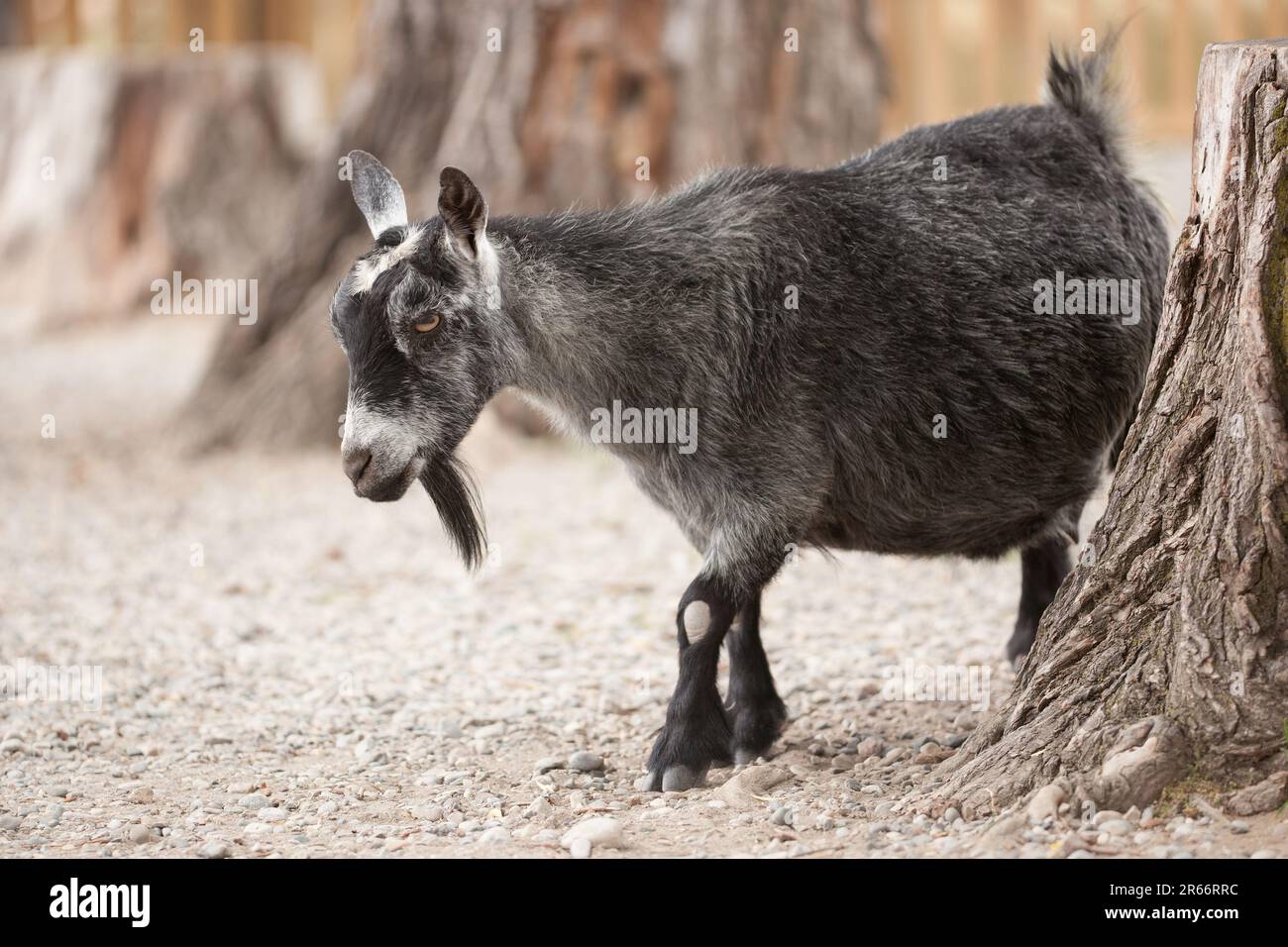 Goat black hi-res stock photography and images - Alamy
