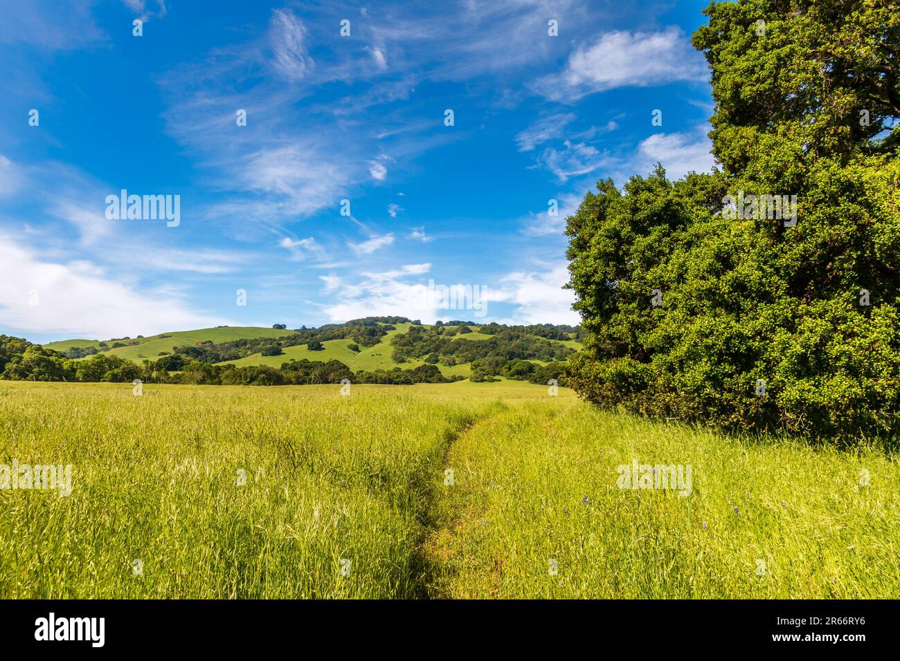 A horizontal picture of a path leading through high yellow green ...