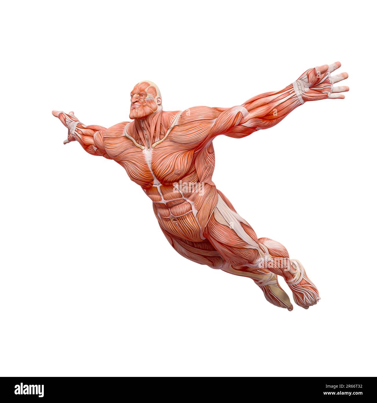 Muscle map bodybuilder hi-res stock photography and images - Alamy