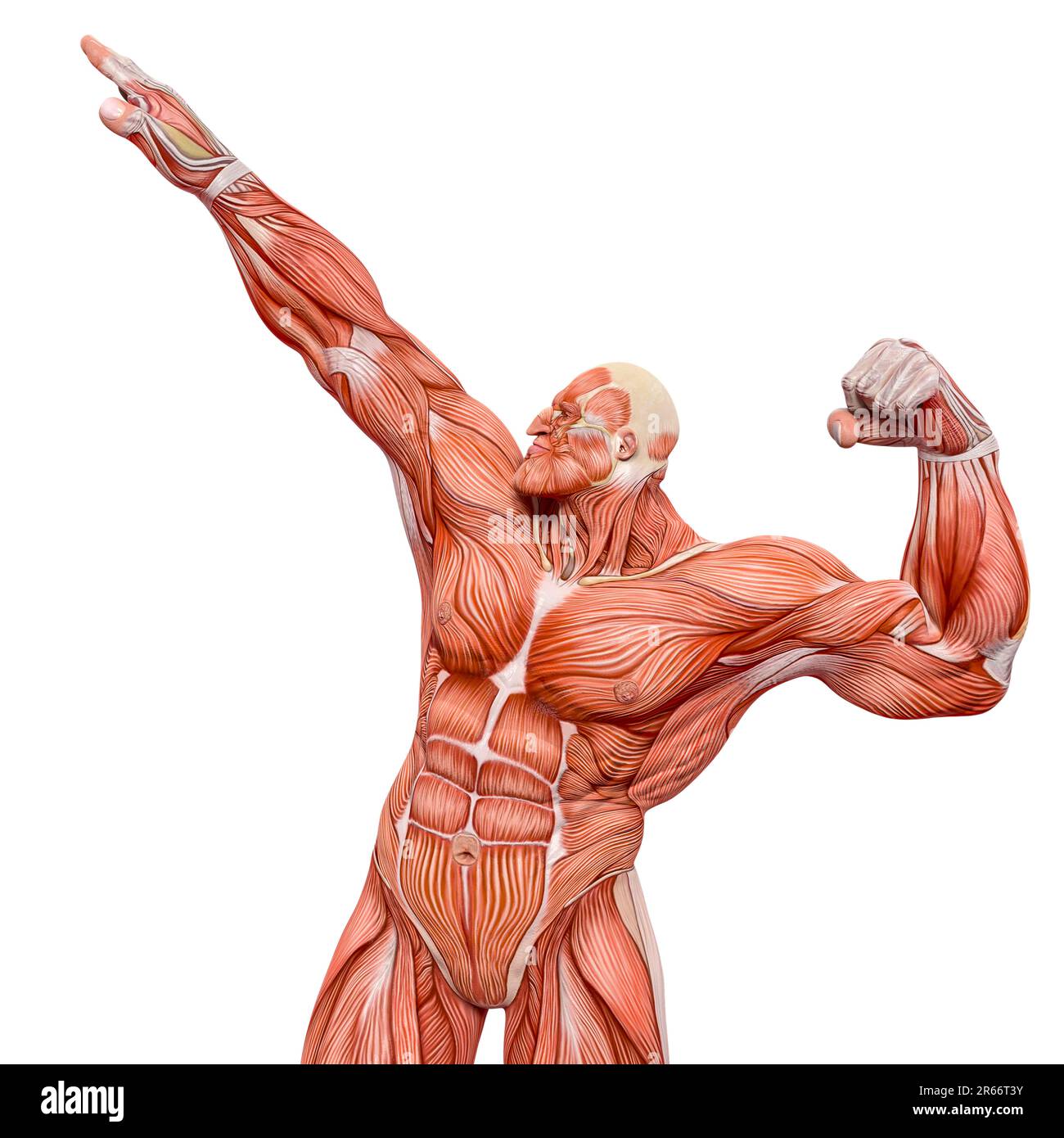 bodybuilder muscle maps is the winner in white background, 3d ...