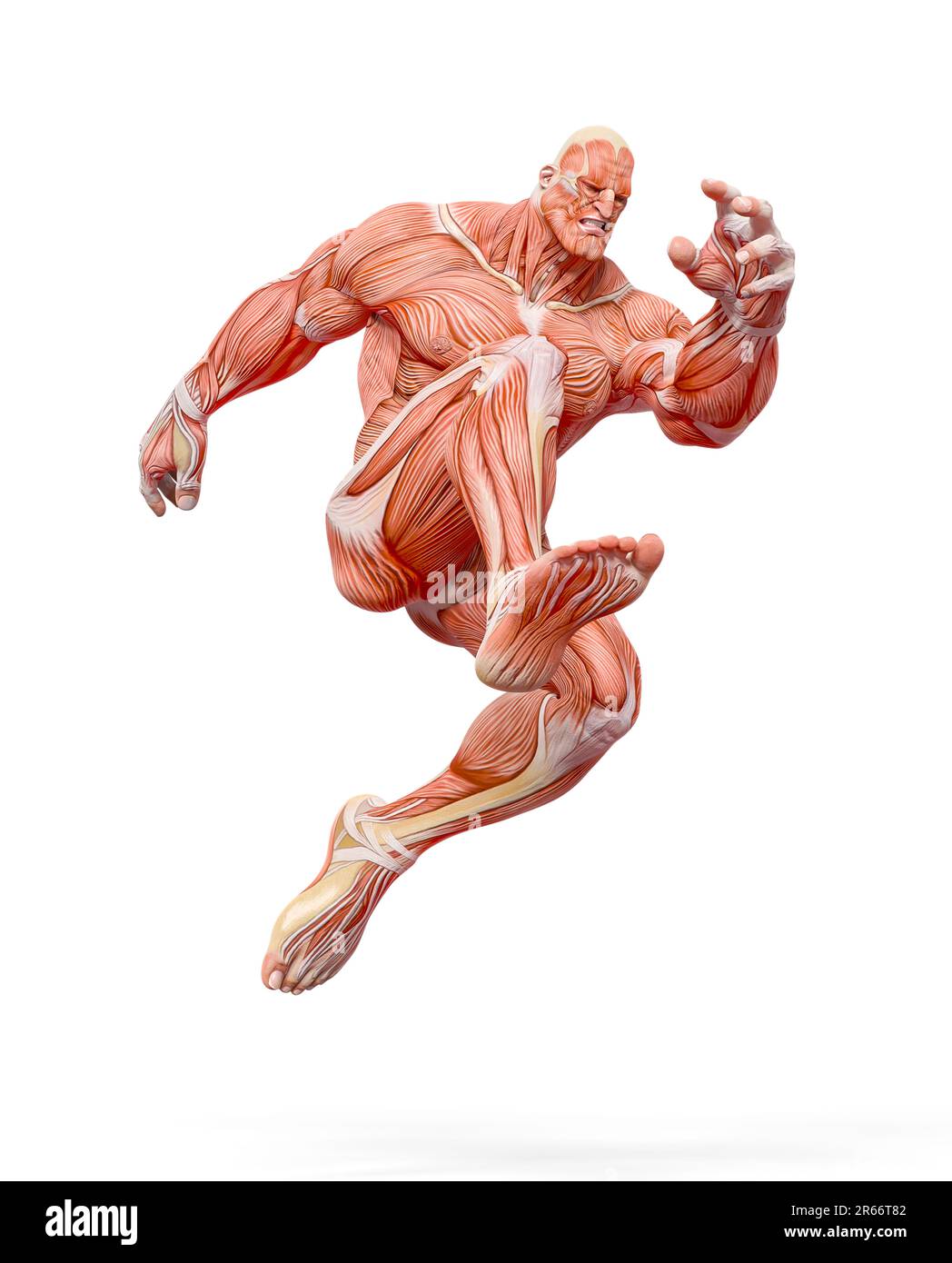 bodybuilder muscle maps is jumping in white background, 3d illustration ...
