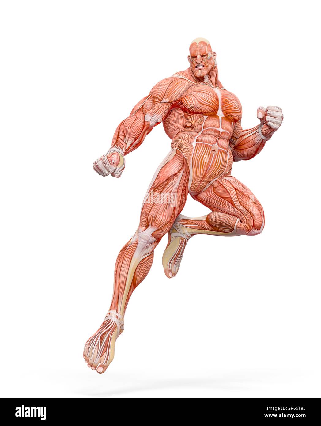 bodybuilder muscle maps is landing in action in white background, 3d ...