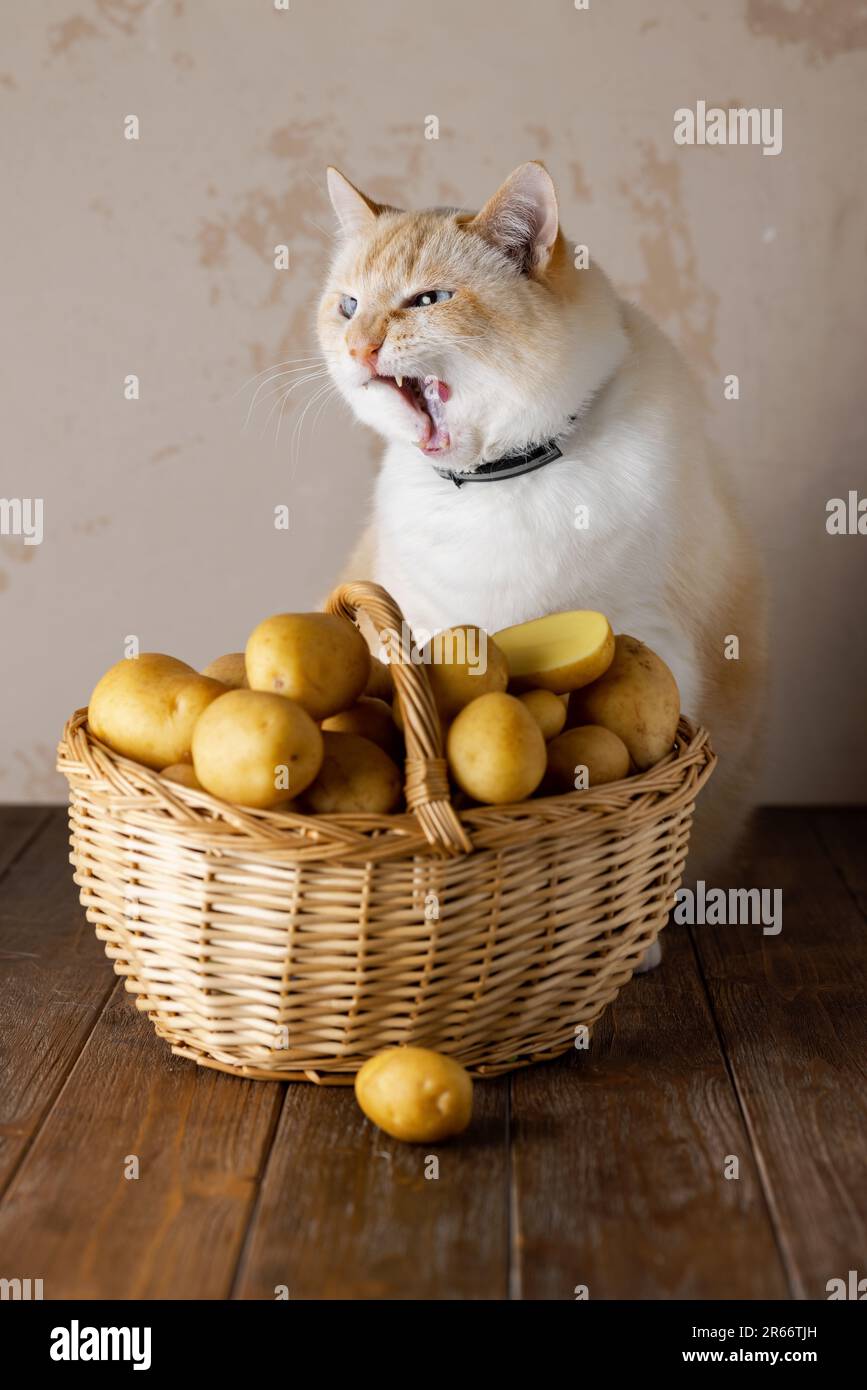Fat white cat hi-res stock photography and images - Alamy