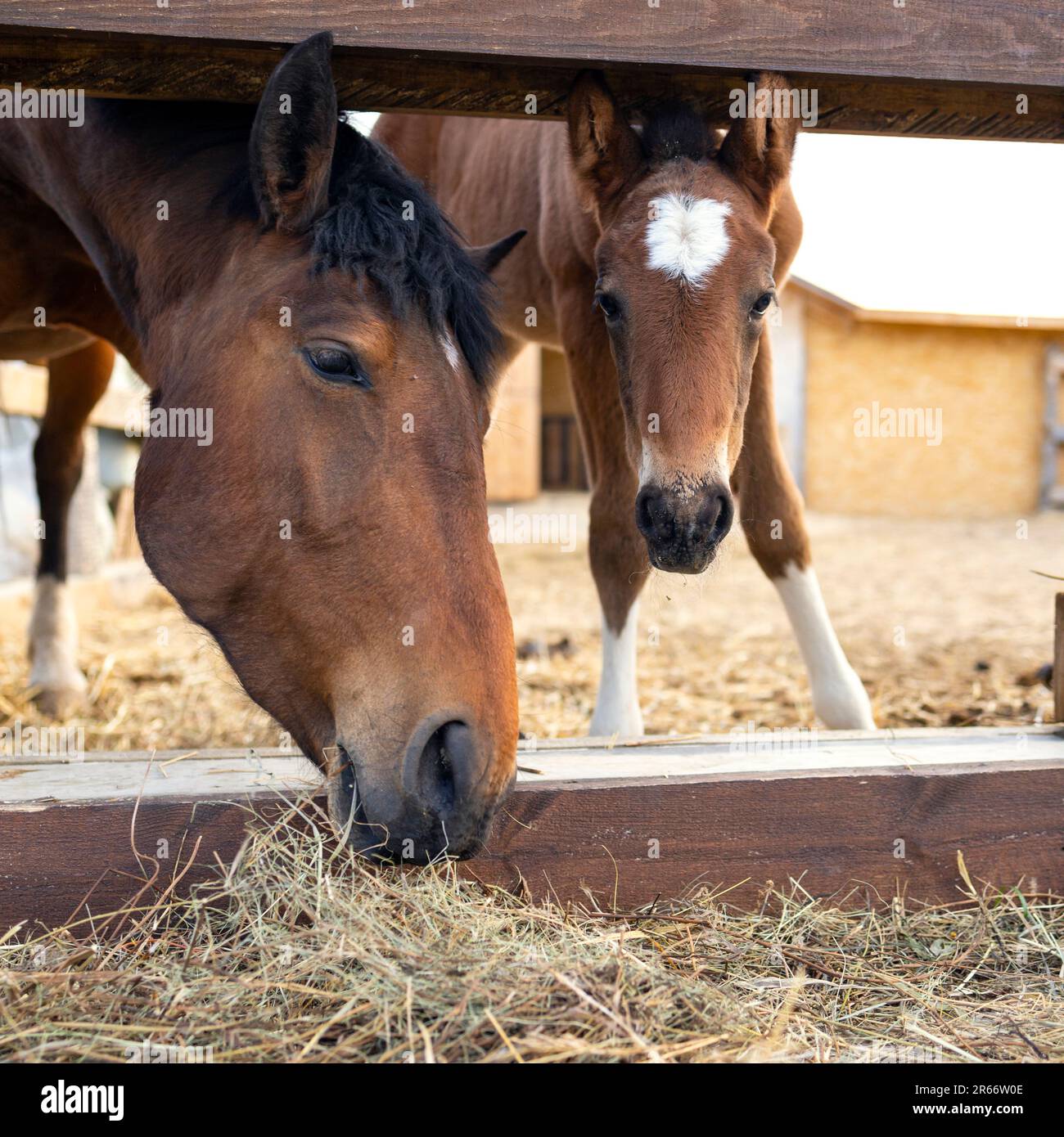 A bay horse and a bay foal eat the hay of their feeders Stock Photo - Alamy