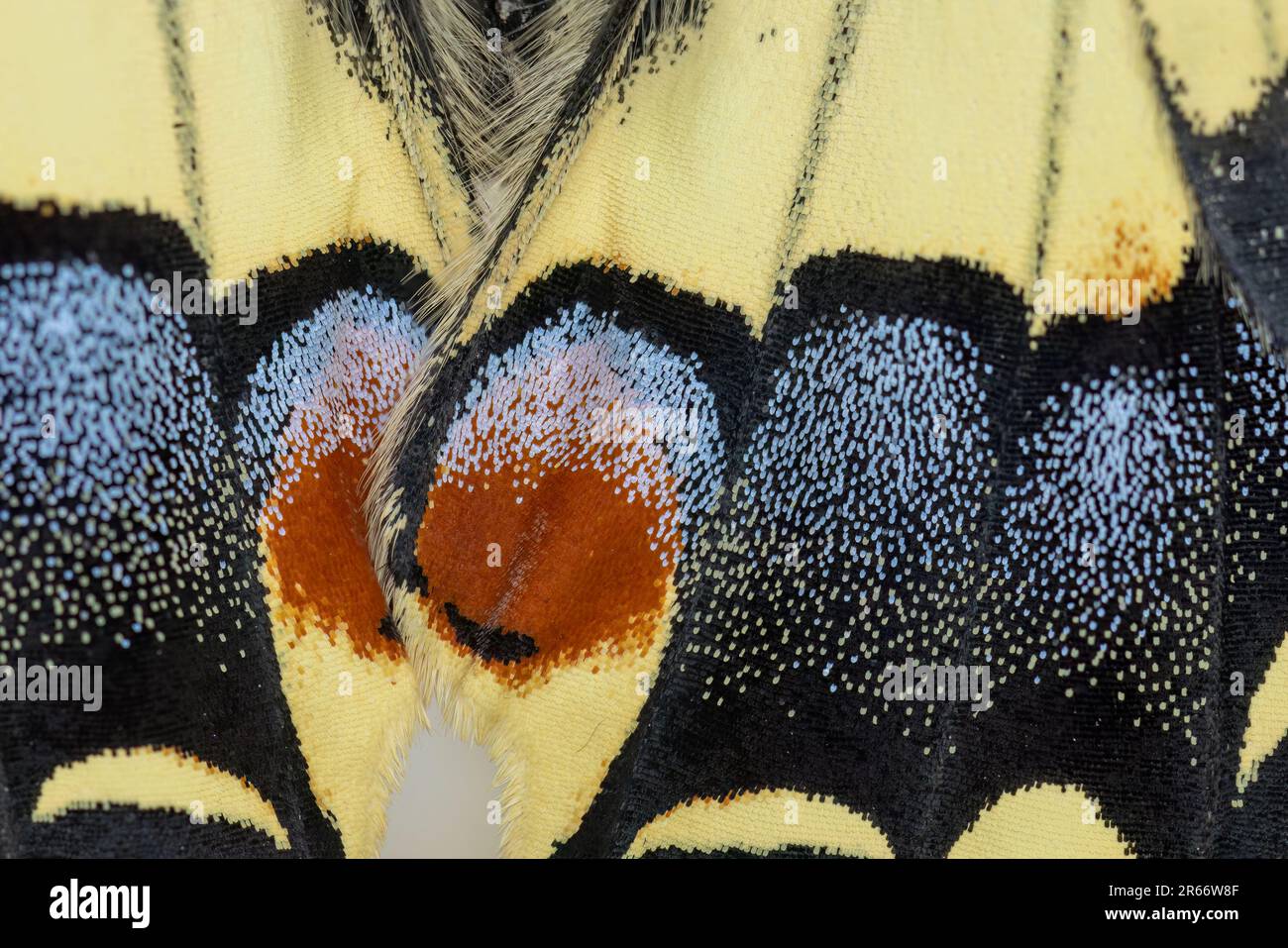 Details of a butterfly wing, yellow swallowtail or simply the ...
