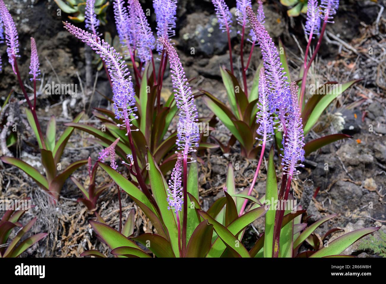 Cebolla almorrana mayor (Scilla latifolia) is a toxic bulbous plant ...