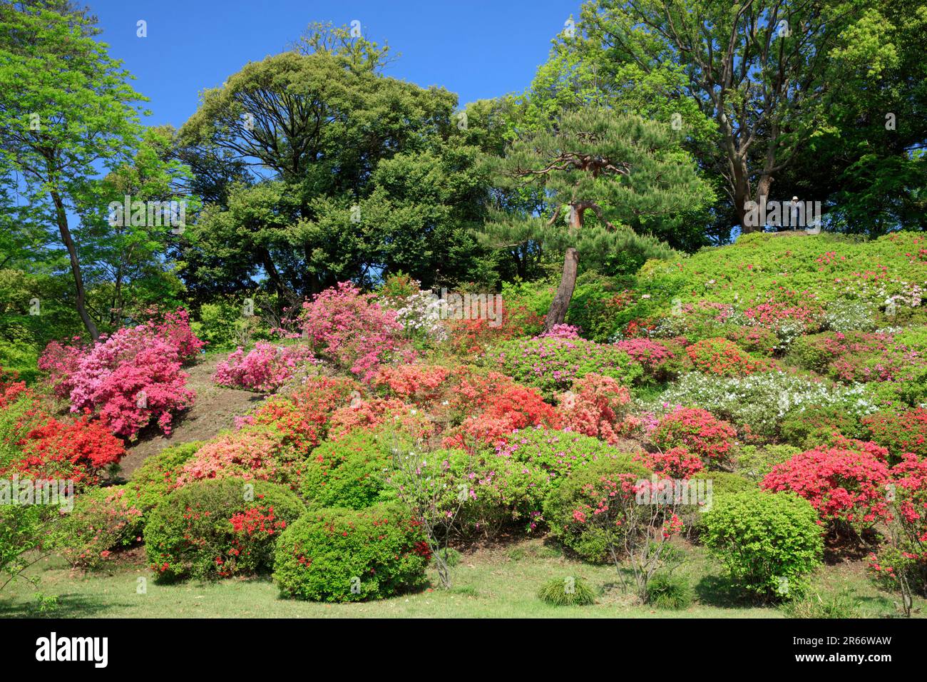 Azaleas in april hi-res stock photography and images - Alamy