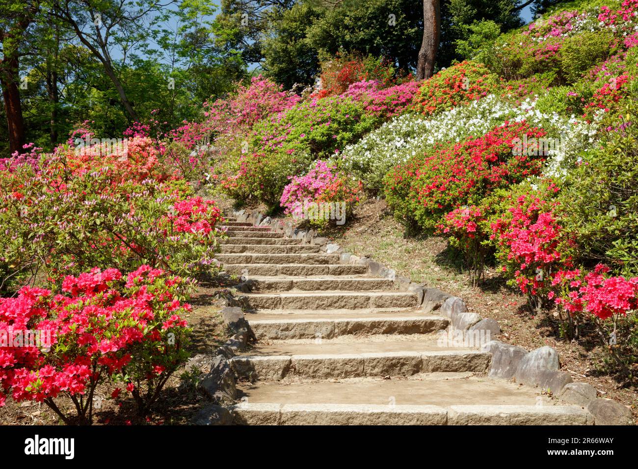 Azaleas in april hi-res stock photography and images - Alamy
