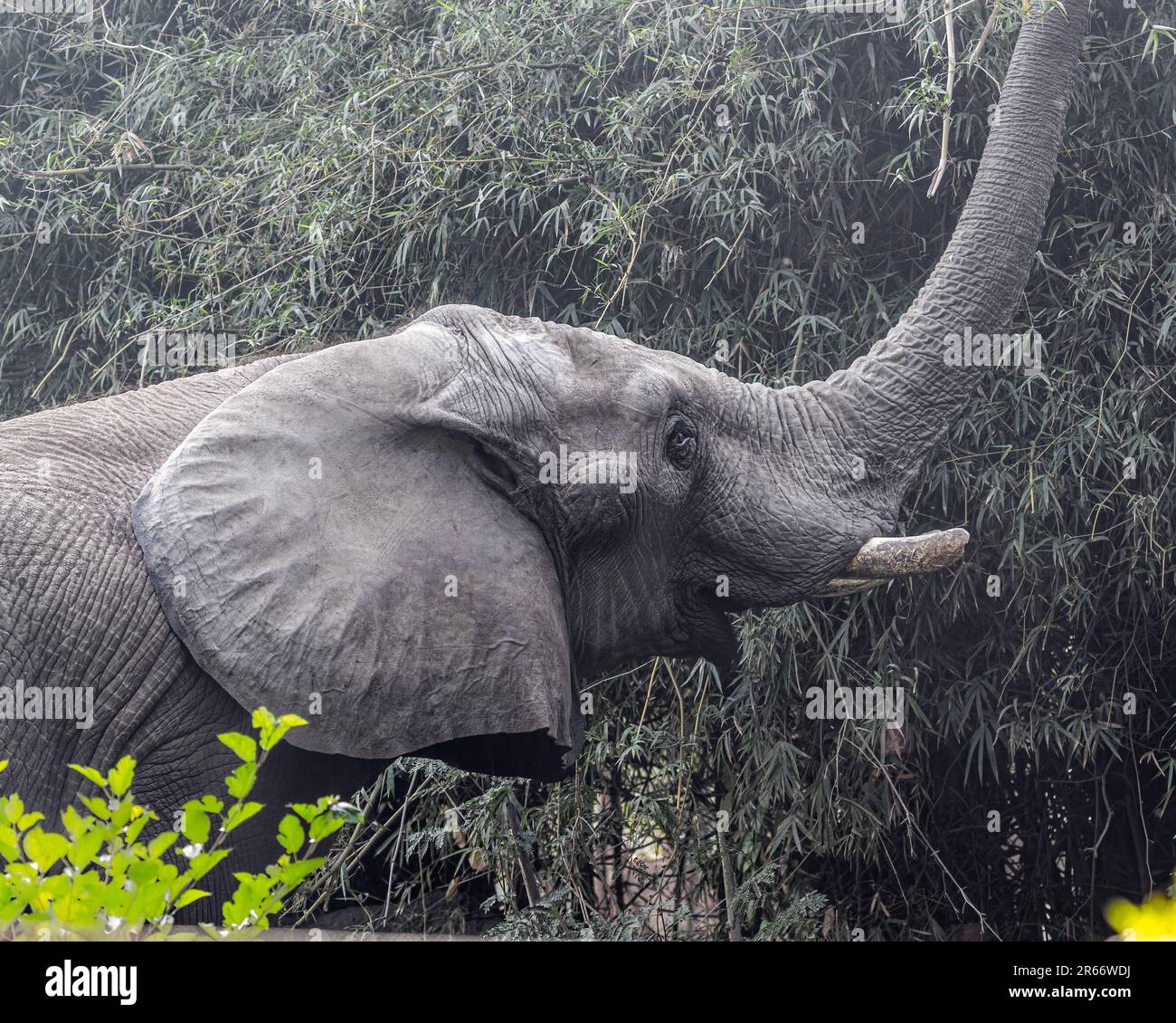 A majestic African elephant reaches up to grab leaves with its trunk in ...