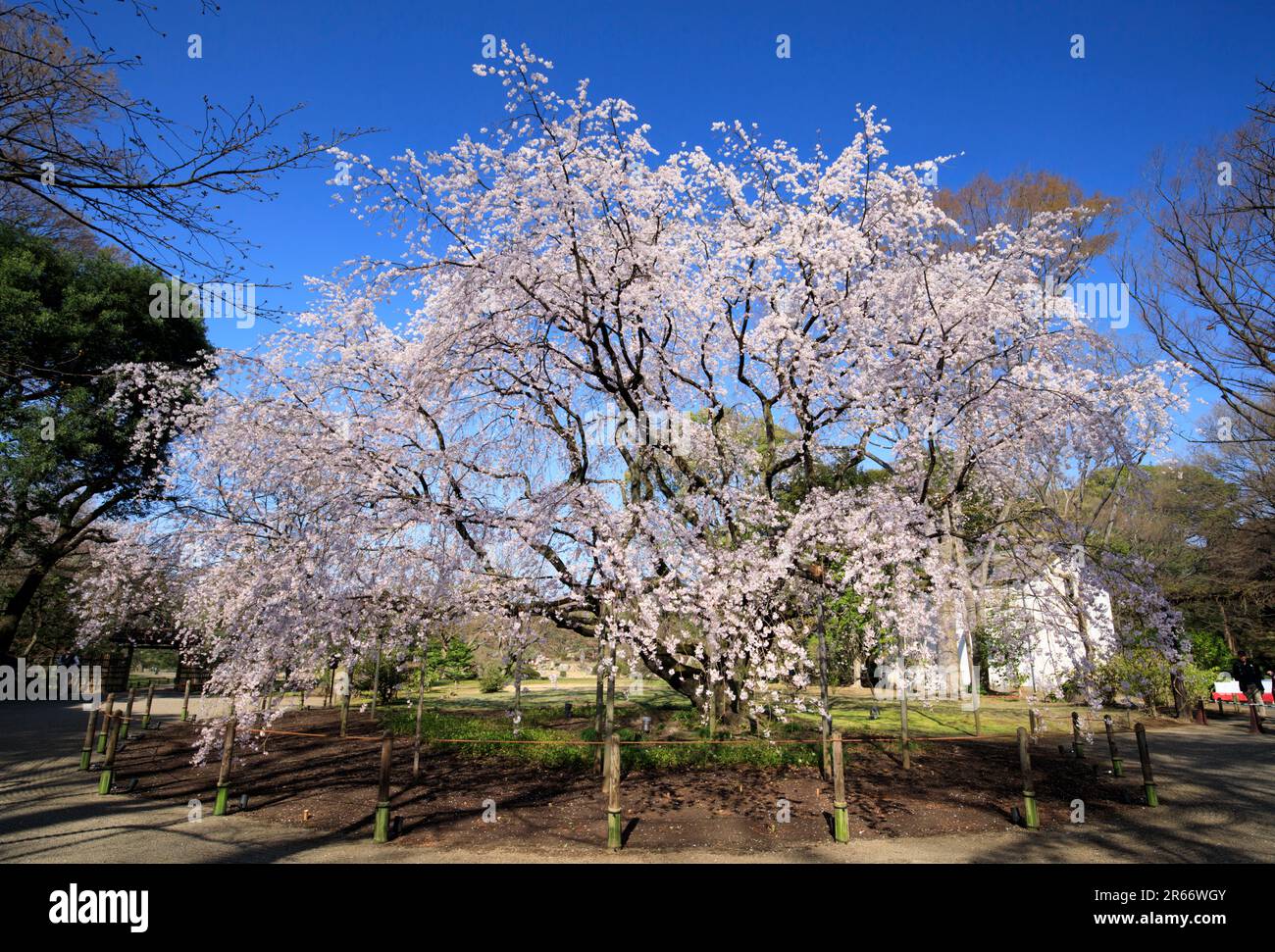 Cherry blossom center hi-res stock photography and images - Alamy