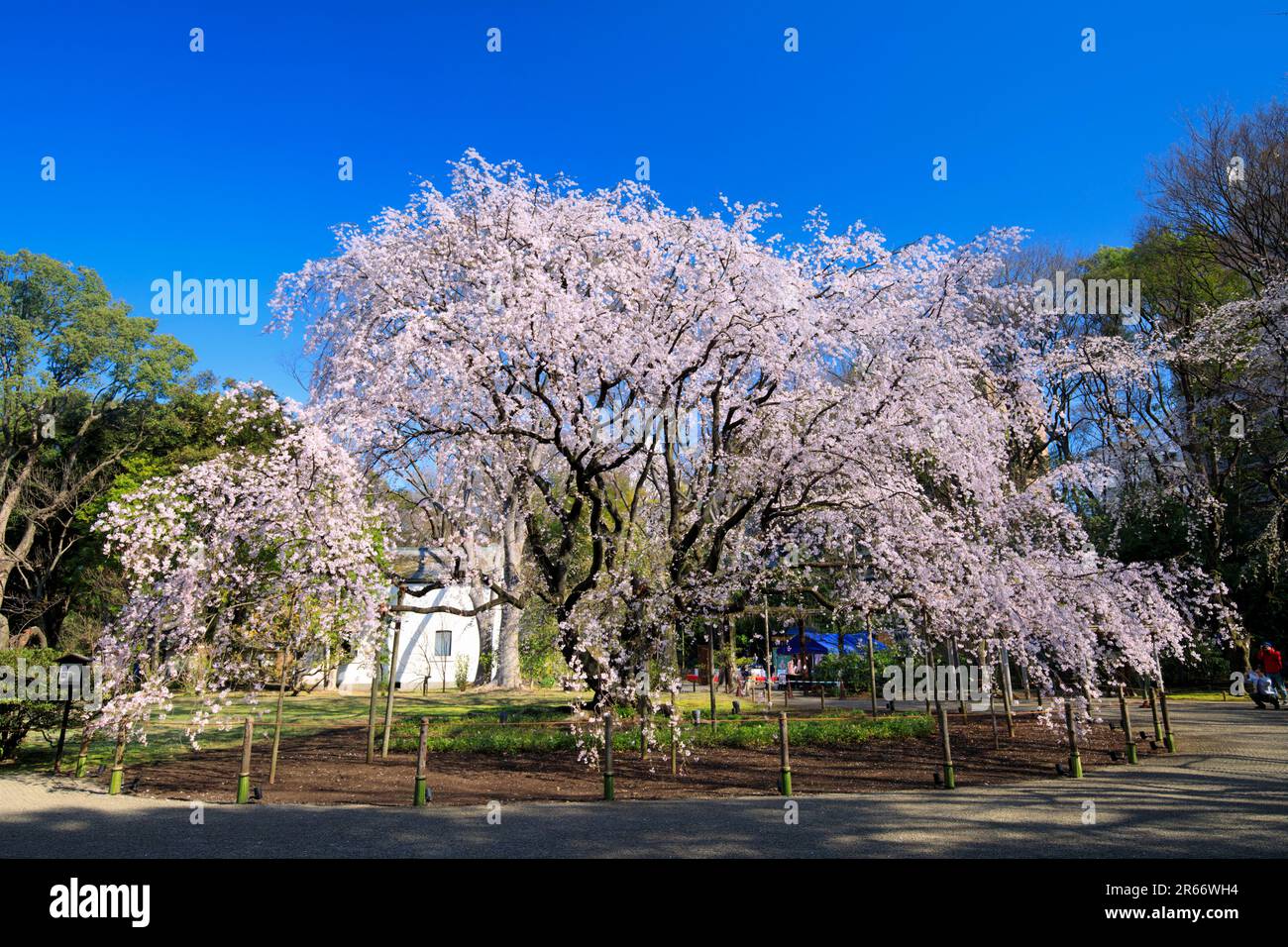 Weeping cherry at Rikugien Stock Photo - Alamy