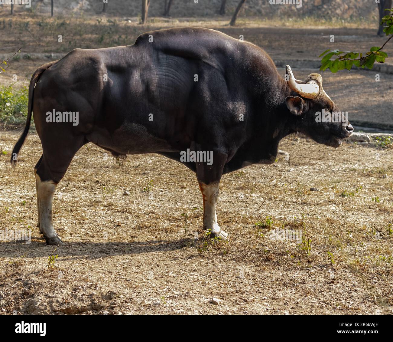 Gaur in grassland hi-res stock photography and images - Alamy