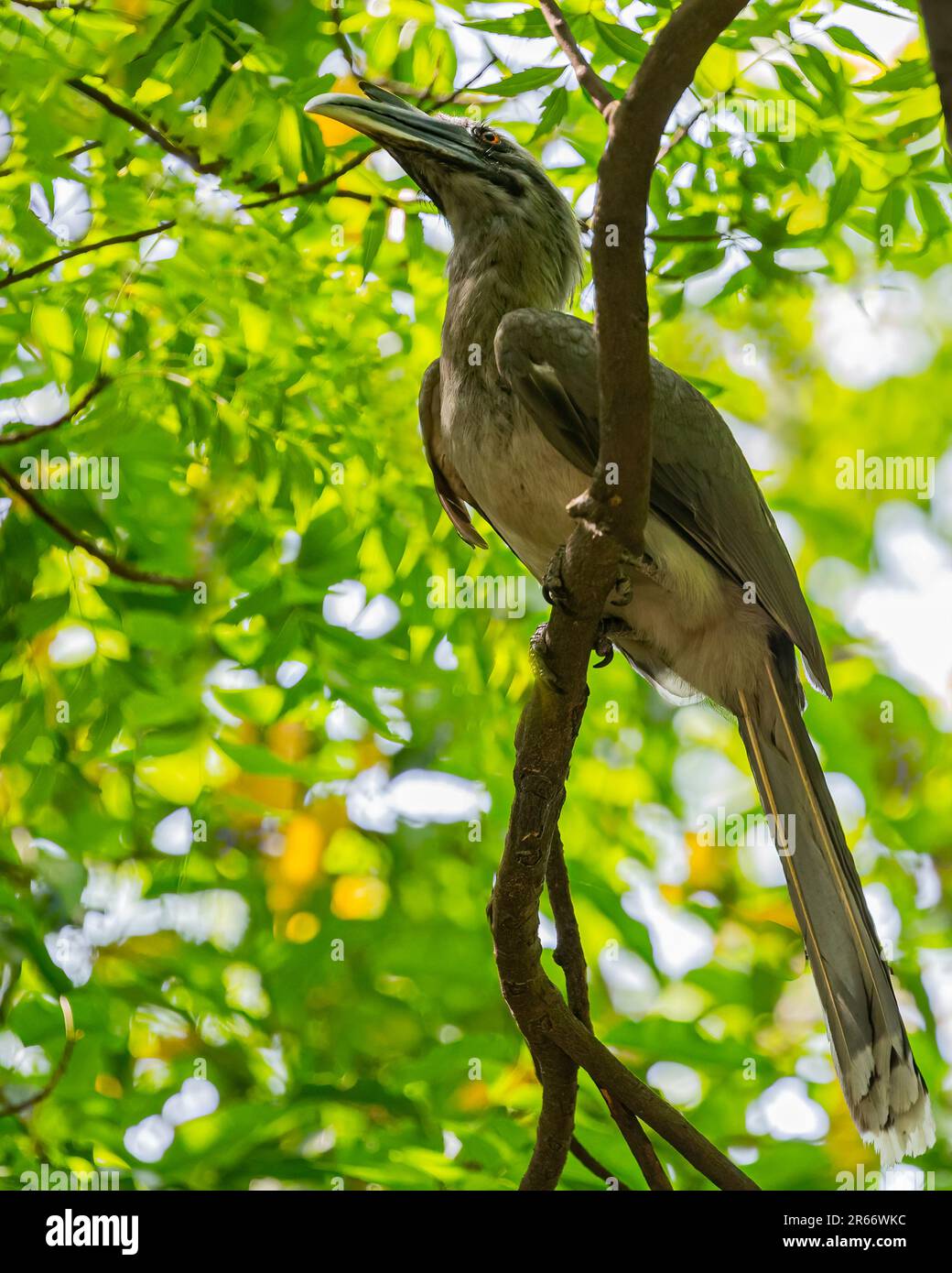 Grey horn hi-res stock photography and images - Alamy