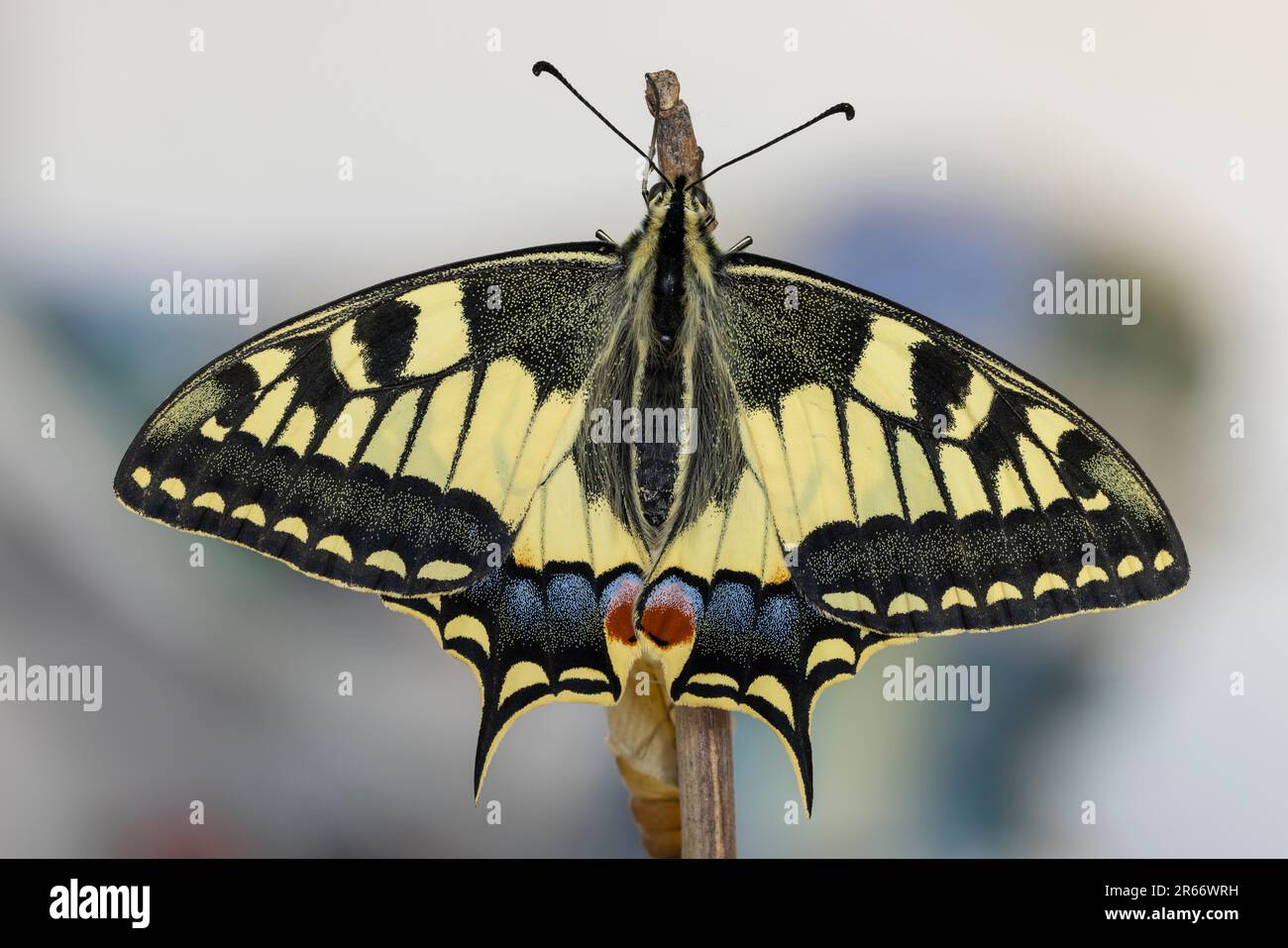Details of a butterfly wing, yellow swallowtail or simply the ...