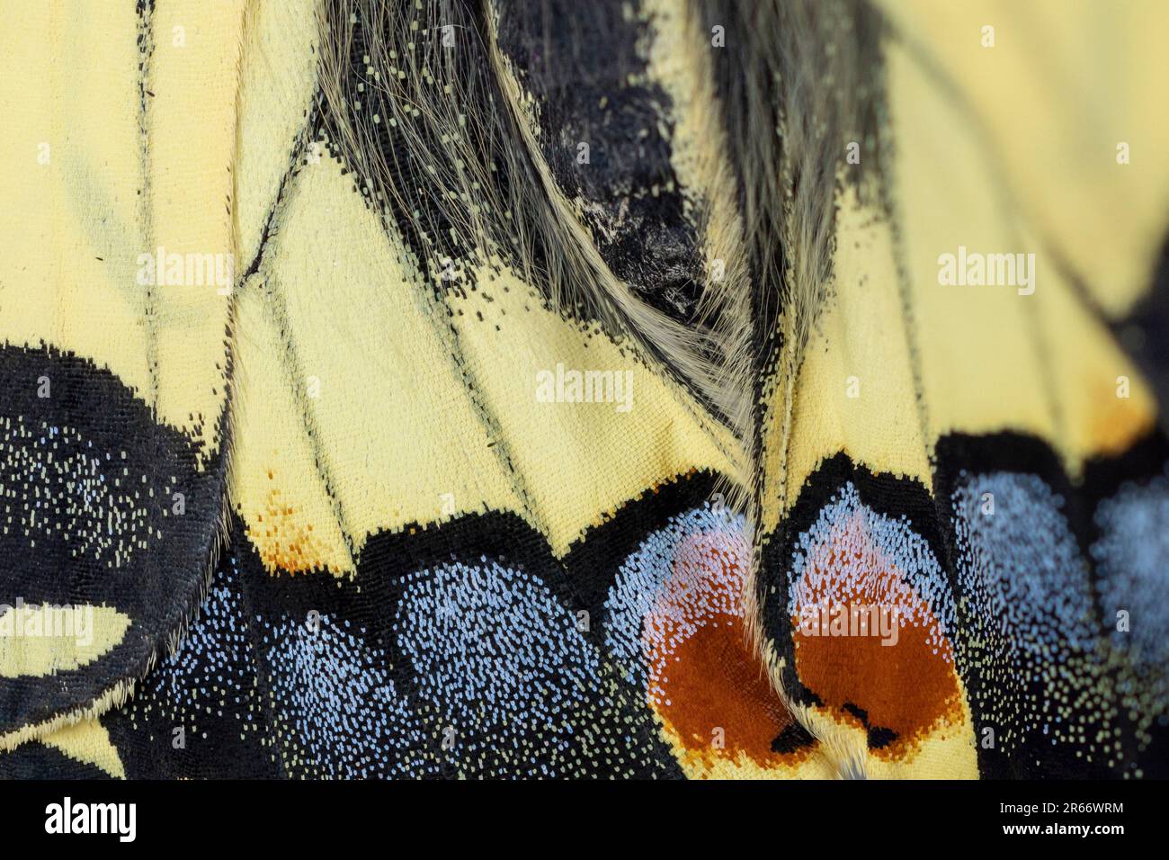 Yellow Swallowtail Butterfly Outline