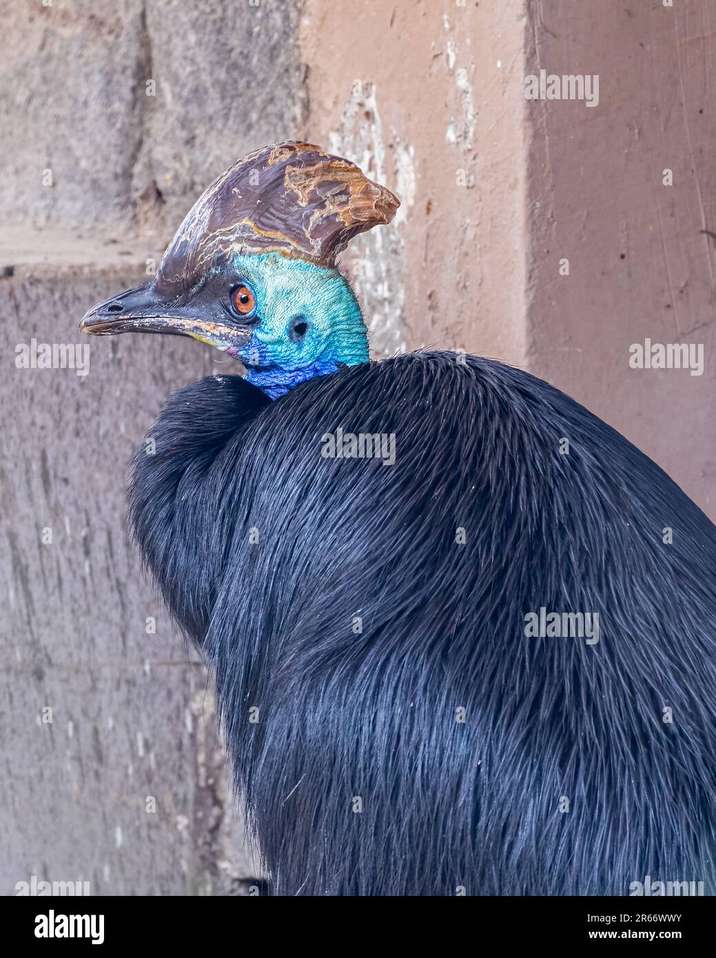 A high-resolution close-up photograph of a Southern cassowary, a large ...