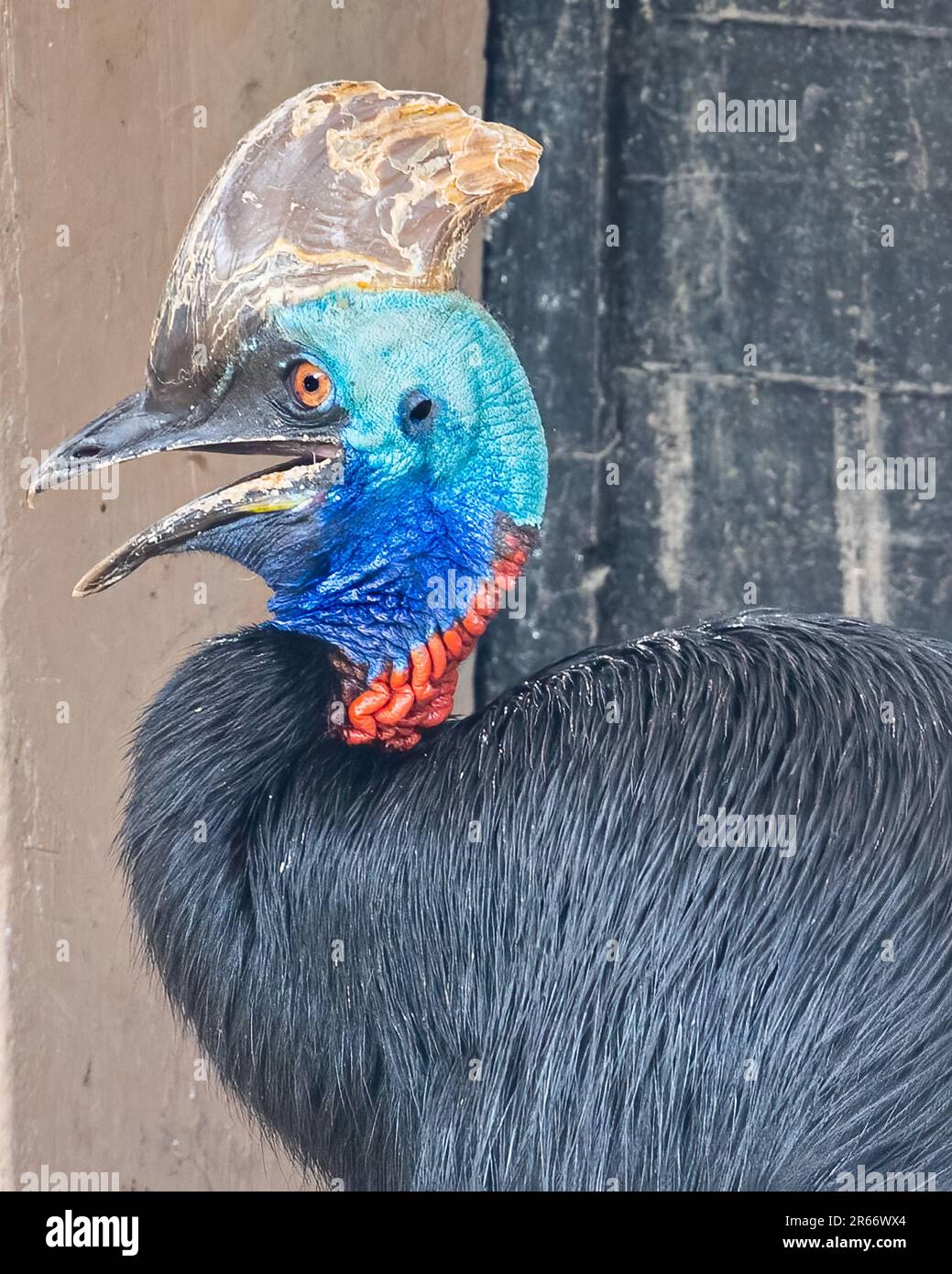 A high-resolution close-up photograph of a Southern cassowary, a large ...