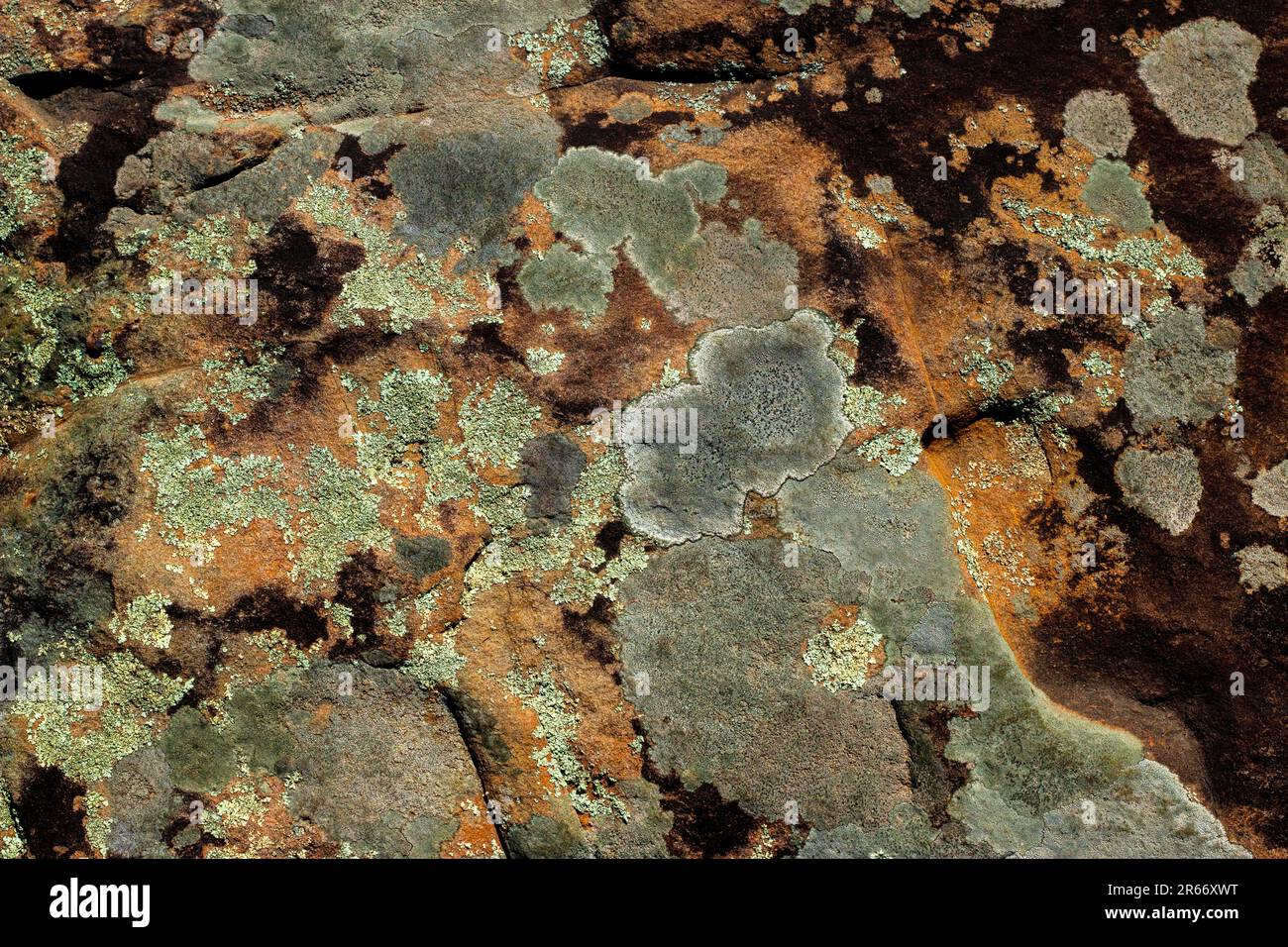 Lichens crustose lichens on sandstone hi-res stock photography and ...