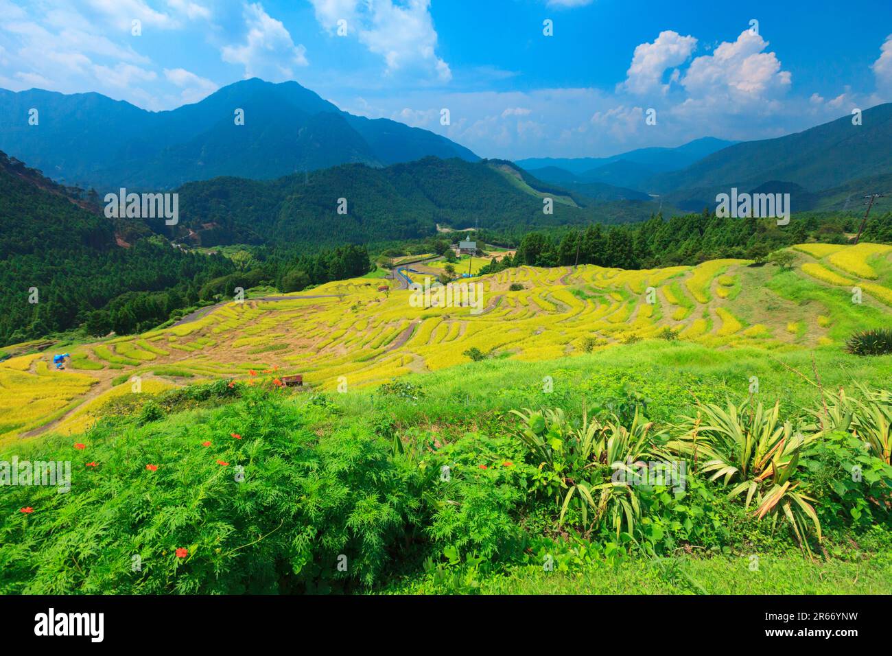 Maruyama rice terrace Stock Photo - Alamy