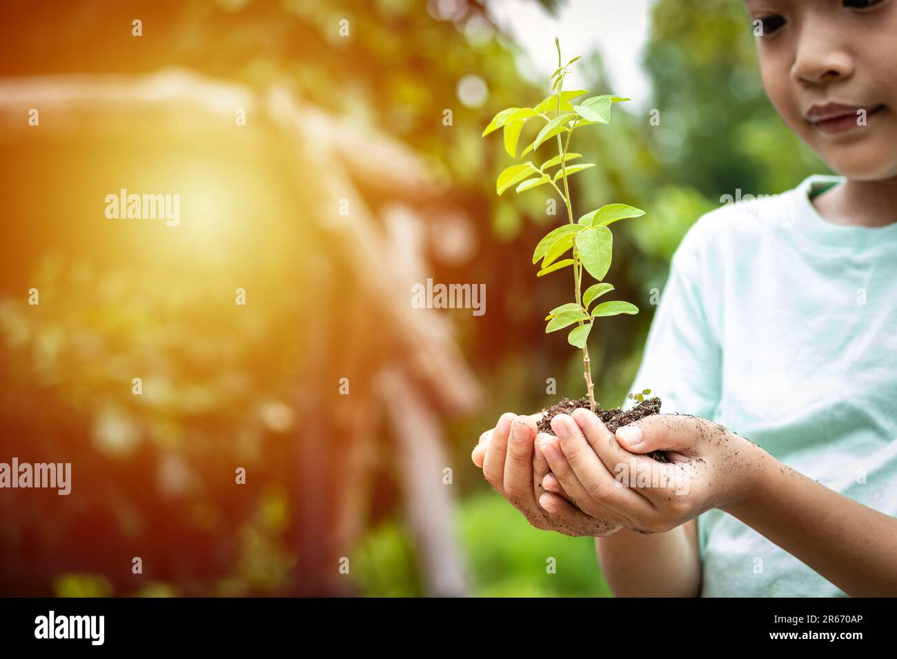 The little boy's hands are holding a small tree. Asian boy holding a ...
