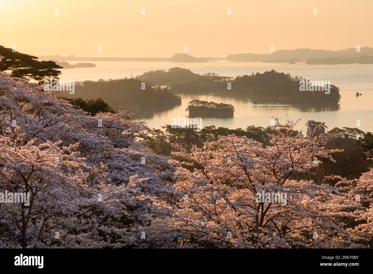 Matsushima and Cherry Blossoms in the Morning Stock Photo - Alamy