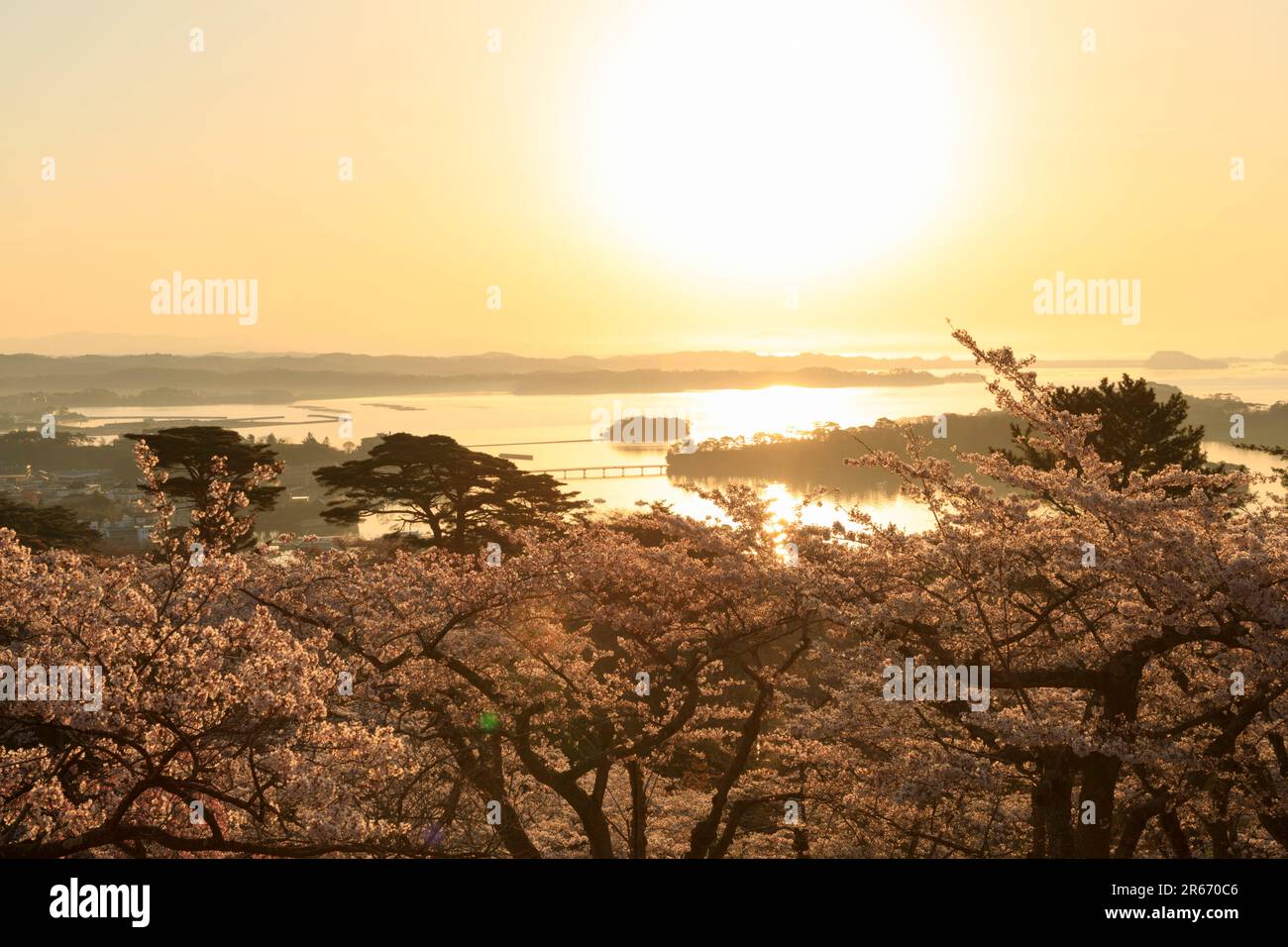 Matsushima and Cherry Blossoms in the Morning Stock Photo - Alamy
