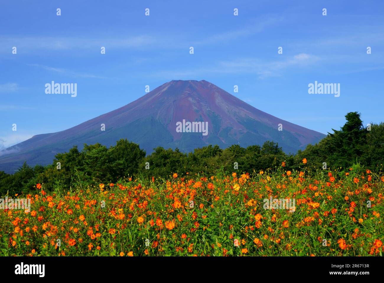 Fuji and flower field Stock Photo - Alamy