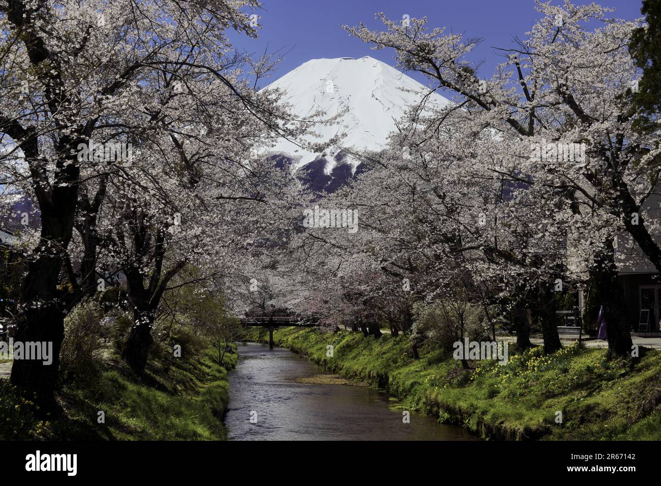 Oshino hakkai cherry blossom hi-res stock photography and images - Alamy