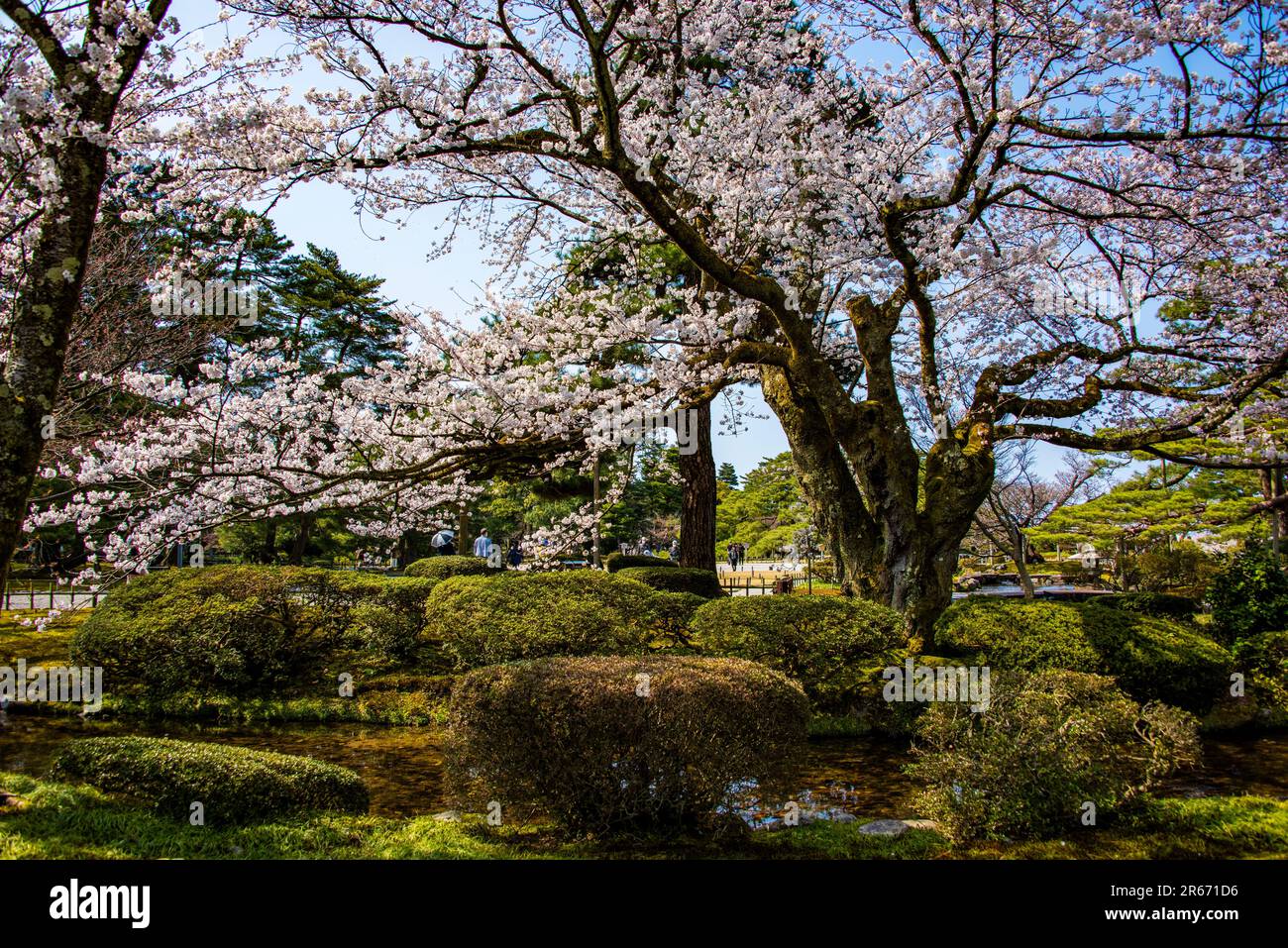 Kenrokuen garden tree hi-res stock photography and images - Alamy