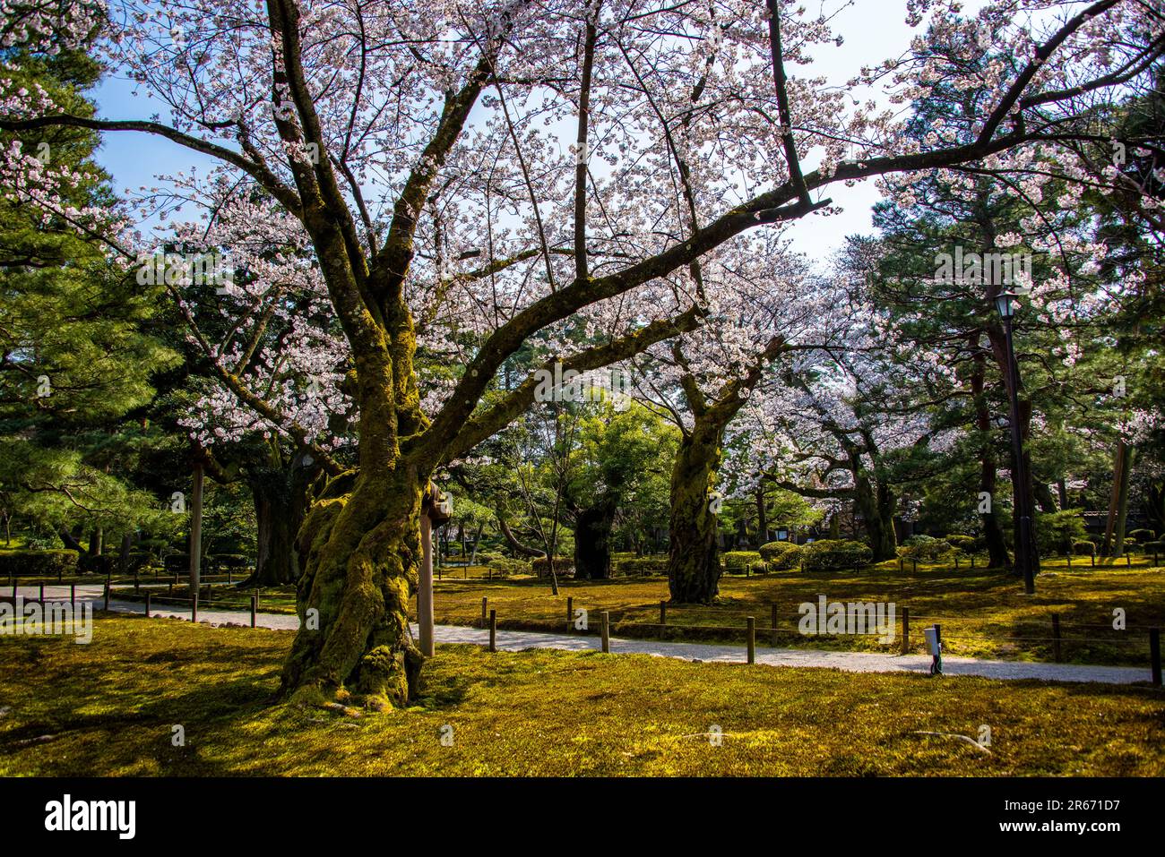 Kenrokuen garden tree hi-res stock photography and images - Alamy