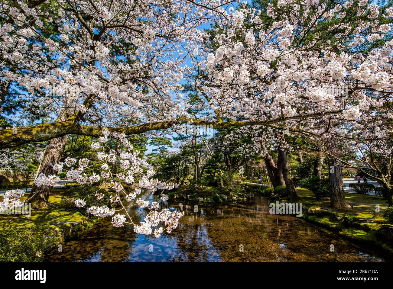 Cherry blossoms in Kenrokuen Garden Stock Photo - Alamy