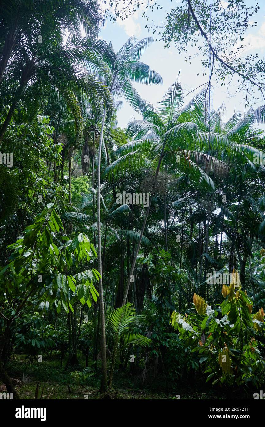 Brazil 2023 climate hi-res stock photography and images - Alamy