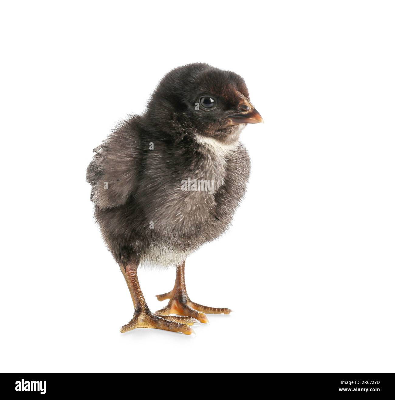 Cute little chick on white background Stock Photo - Alamy