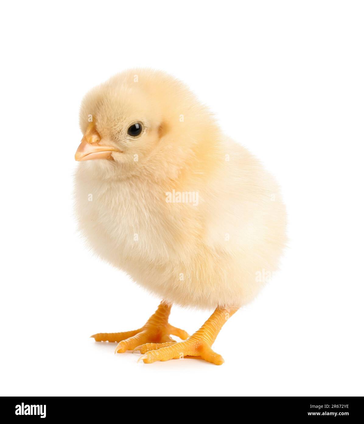 Cute little chick on white background Stock Photo - Alamy