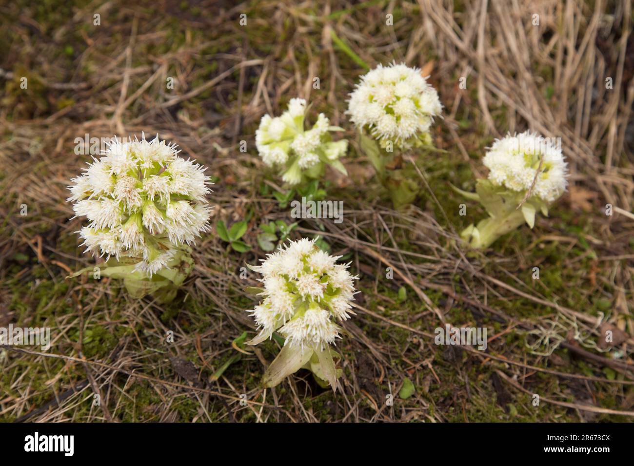 White Butterbur in flower Stock Photo - Alamy