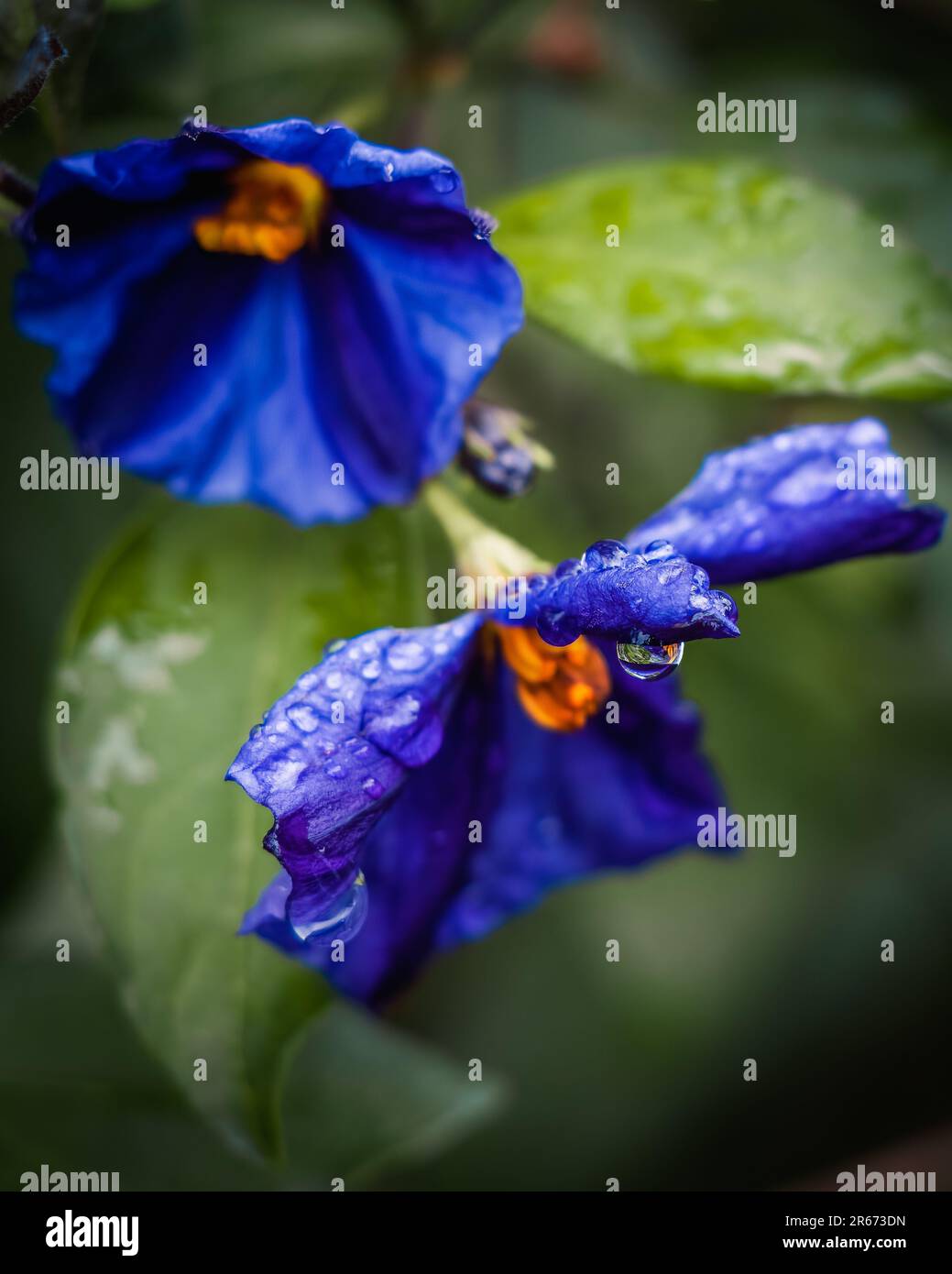 Two blue flowers blooming side by side in a rainy environment Stock ...