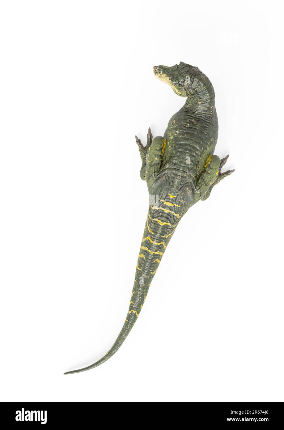 tyrannosaurus rex in white background top view, 3d illustration Stock ...