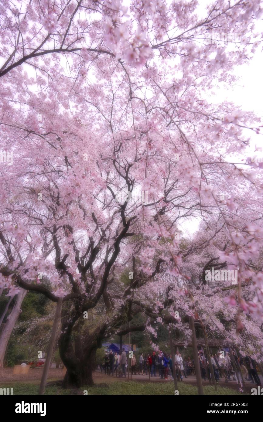 Cherry blossoms in Rikugien Stock Photo - Alamy