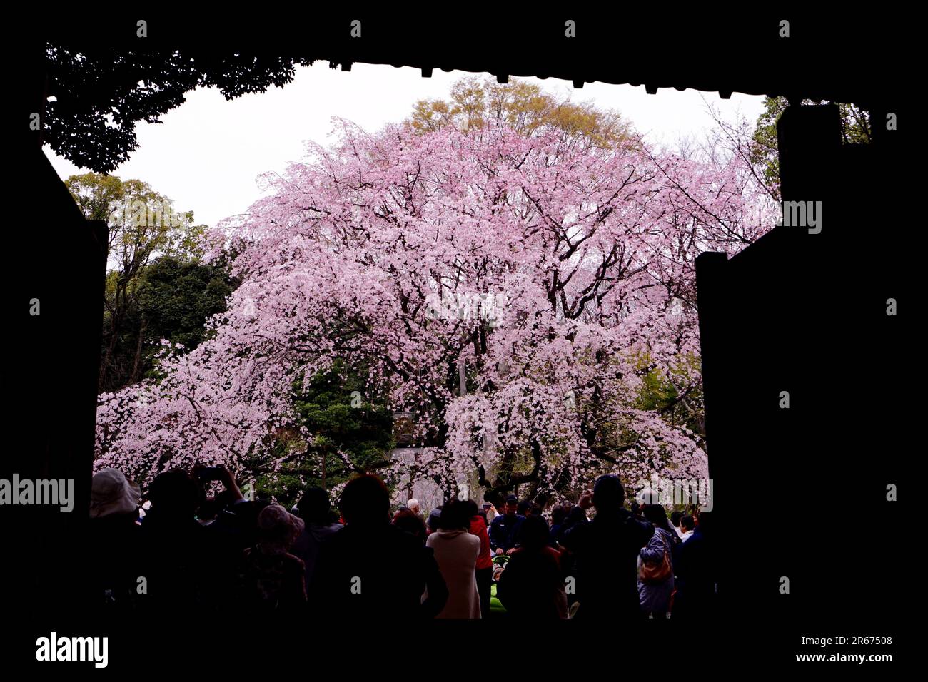 Cherry blossoms in Rikugien Stock Photo - Alamy