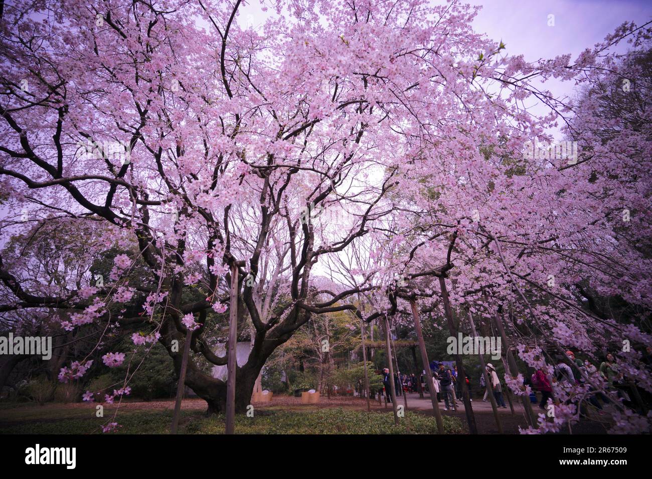 Cherry blossoms in Rikugien Stock Photo - Alamy