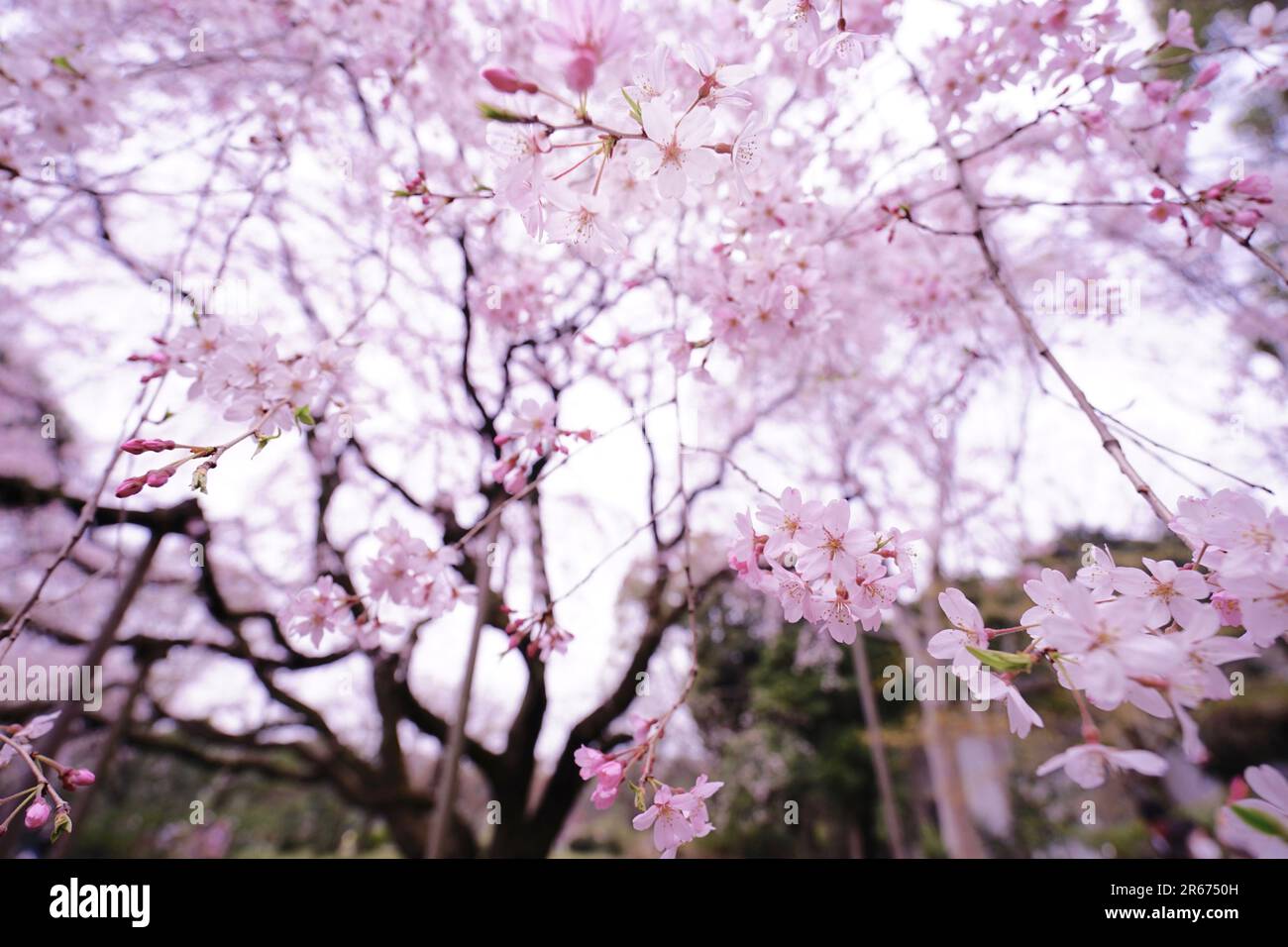 Cherry blossoms in Rikugien Stock Photo - Alamy