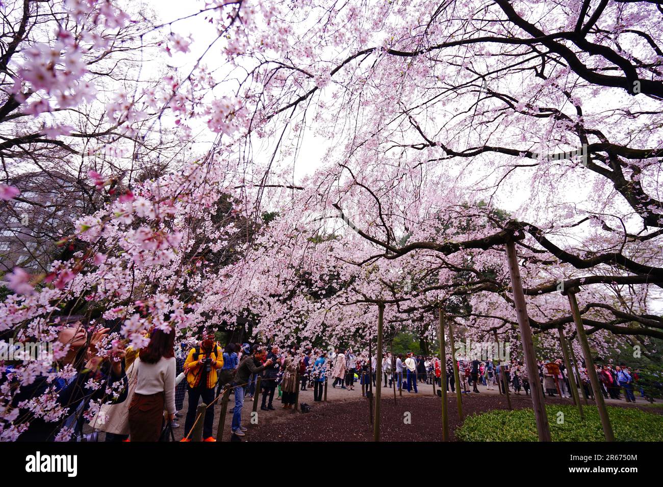 Cherry blossoms in Rikugien Stock Photo - Alamy