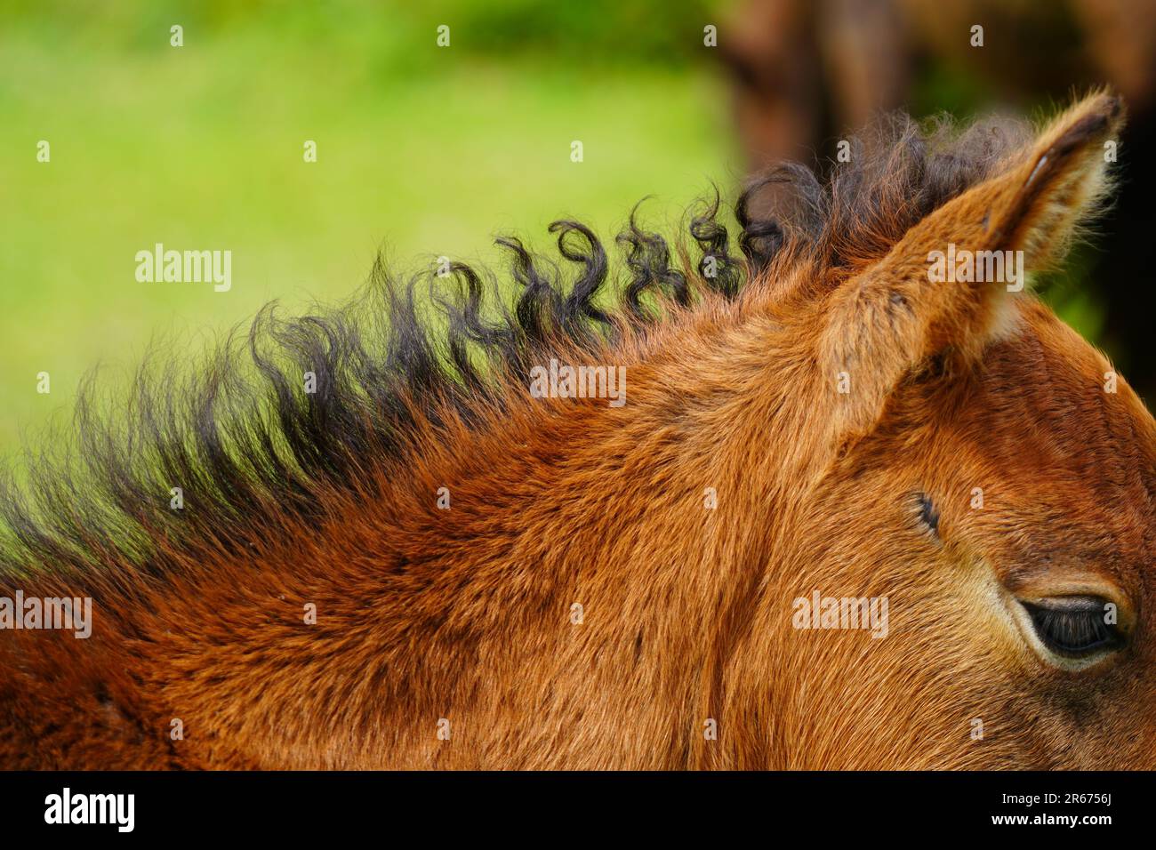 Indigenous ecology hi-res stock photography and images - Alamy