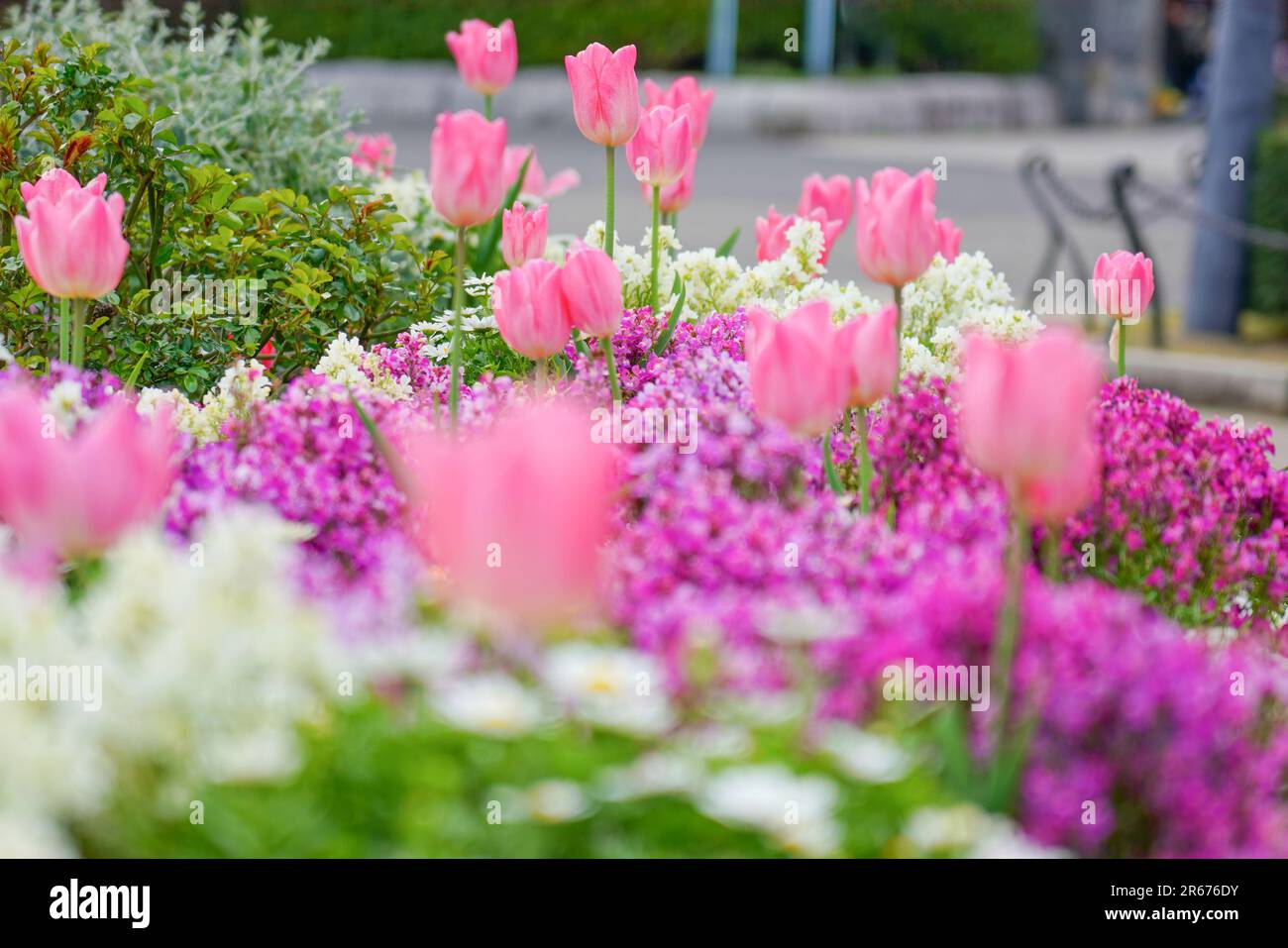 Flower beds in full hi-res stock photography and images - Alamy